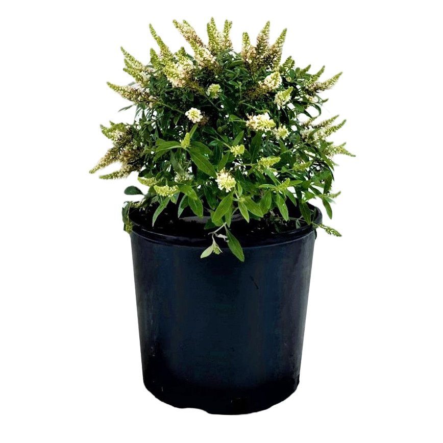 Greenleaf Nursery Dapper White Butterfly Bush Potted Plant - Shop ...