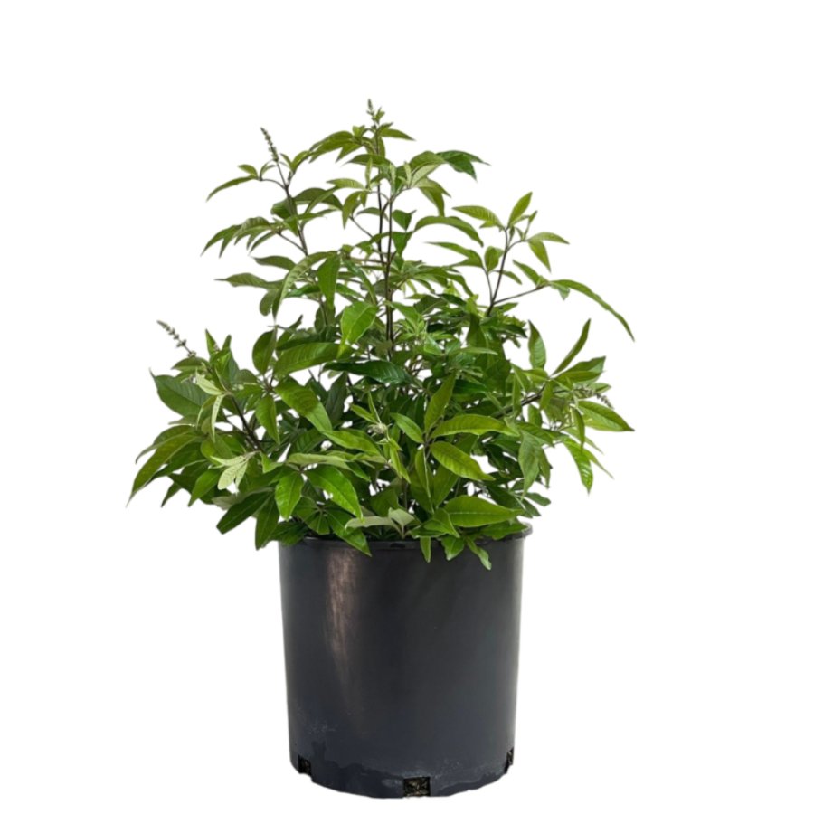 Chaste Tree Flip Side - Shop Potted plants at H-E-B