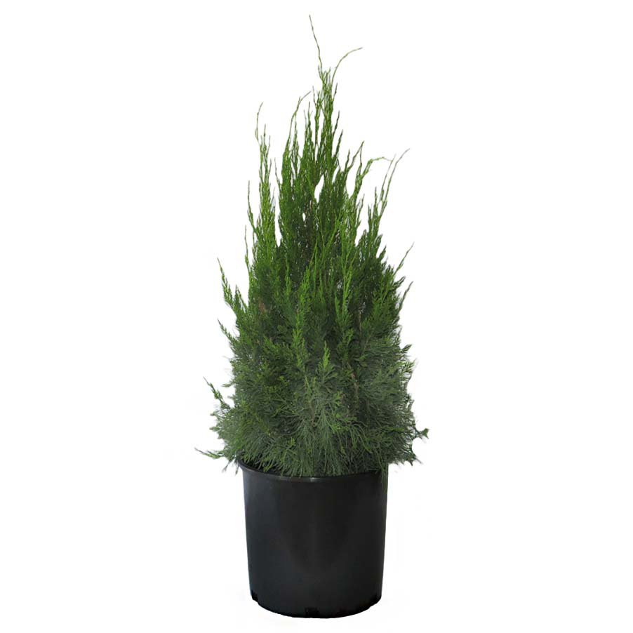 Greenleaf Nursery Brodie Juniper - Shop Potted plants at H-E-B