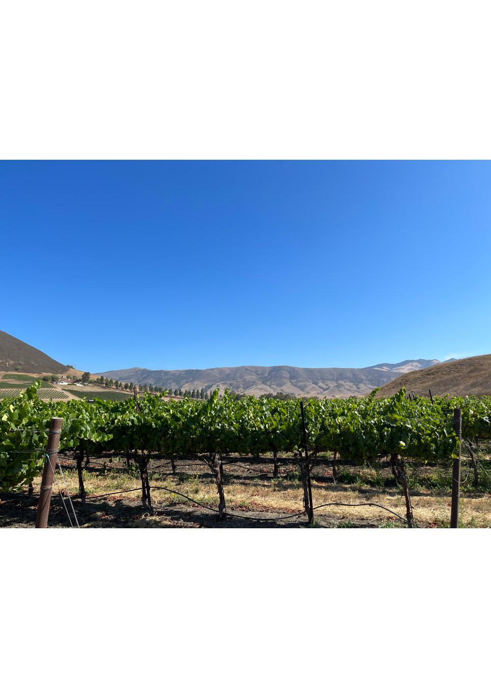 Bezel from Cakebread Chardonnay - Shop Wine at H-E-B