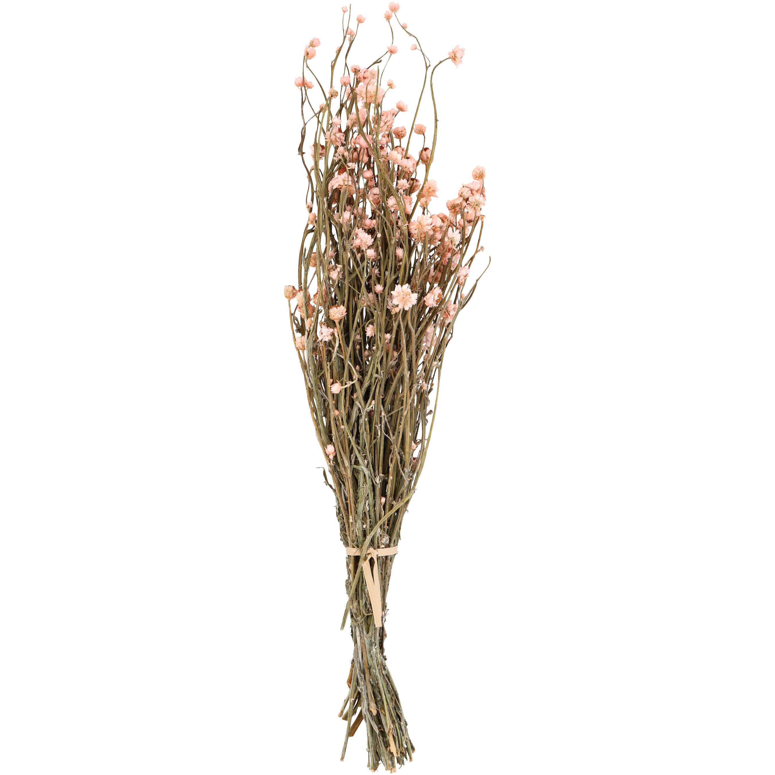Haven + Key Dried Botanical Blush Ammobium Bundle - Shop Seasonal decor ...