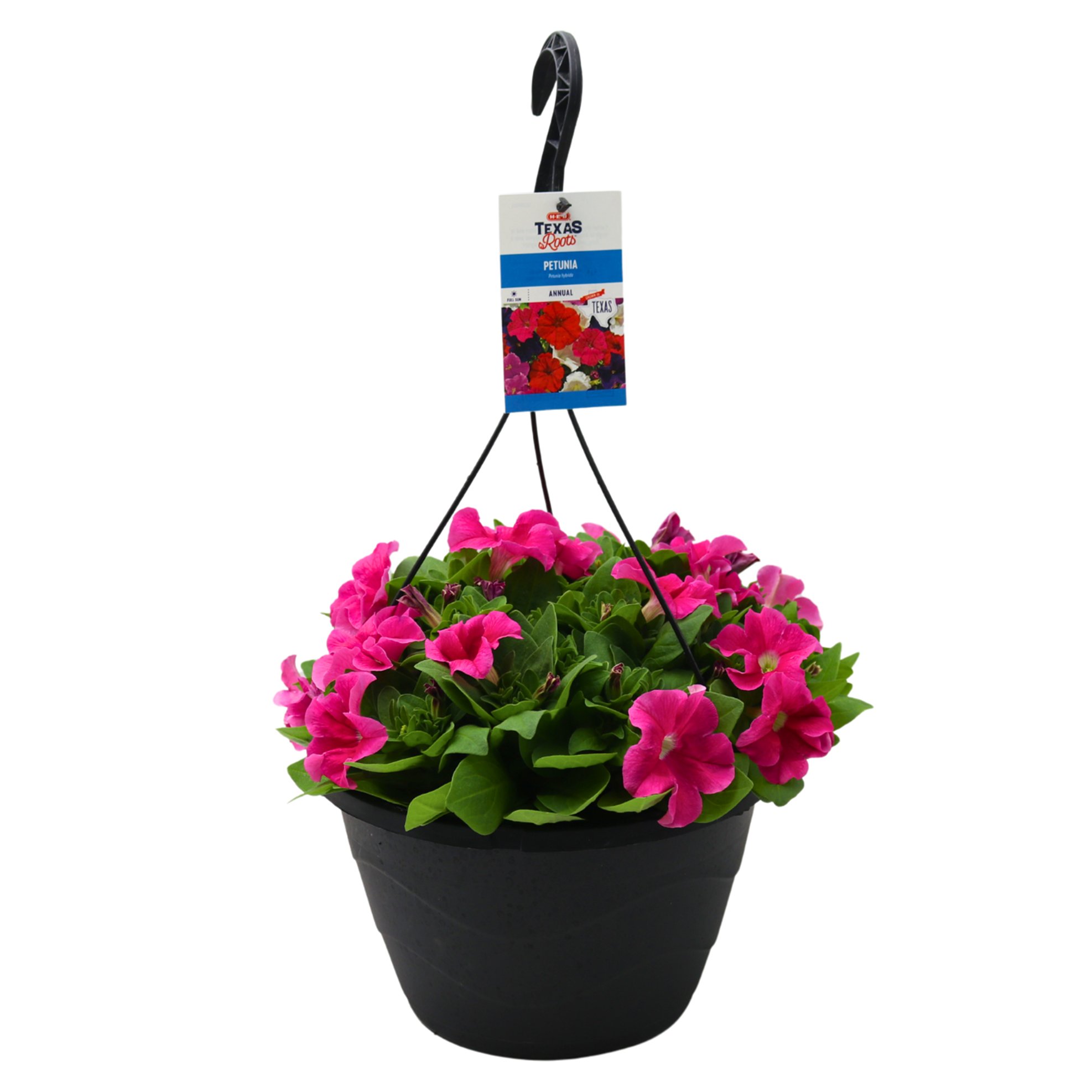 H-E-B Texas Roots Annual Hanging Basket - Shop Potted plants at H-E-B