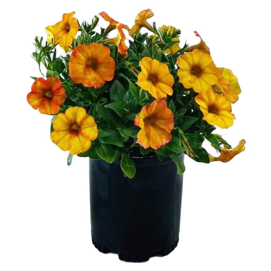 Greenleaf Nursery SuperCal Premium Sunset Orange Petchoa Petunia Potted ...