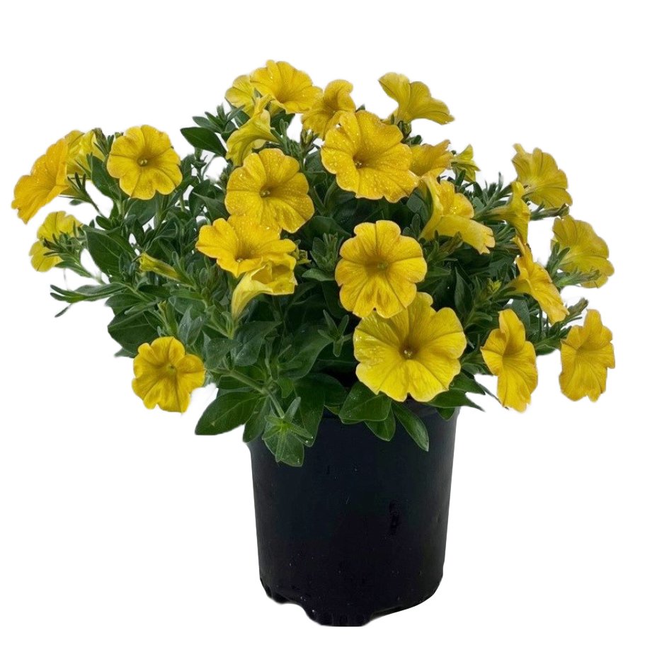 Greenleaf Nursery SuperCal Premium Yellow Sun Petchoa Petunia Potted ...