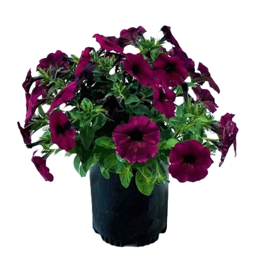 Greenleaf Nursery SuperCal Premium Bordeaux Petchoa Petunia Potted ...
