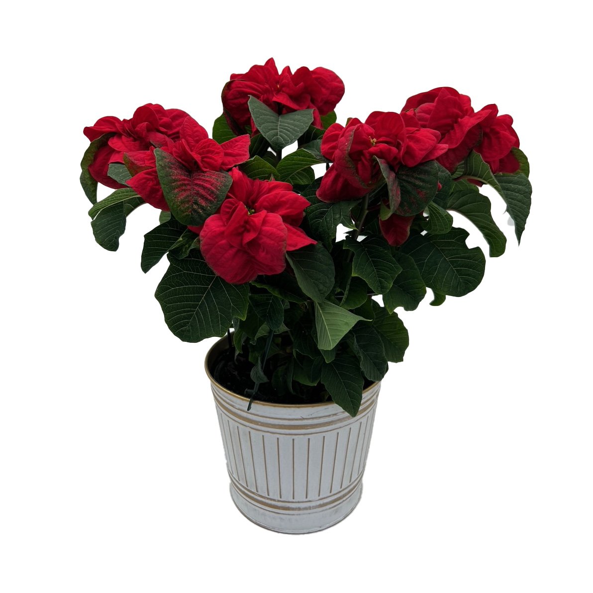 BLOOMS by H-E-B Winter Rose - Shop Potted plants at H-E-B
