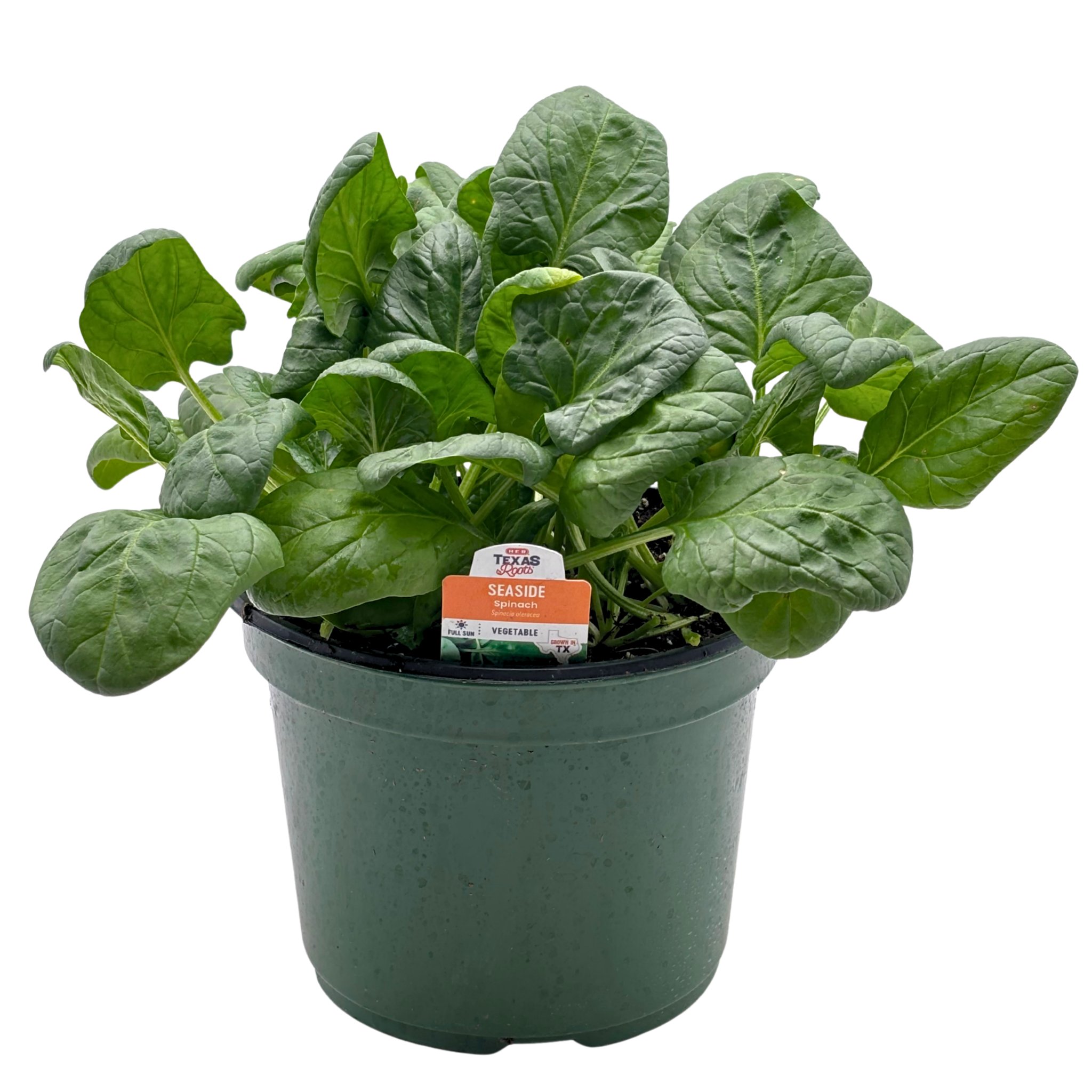 H-E-B Texas Roots Seaside Spinach - Shop Potted plants at H-E-B