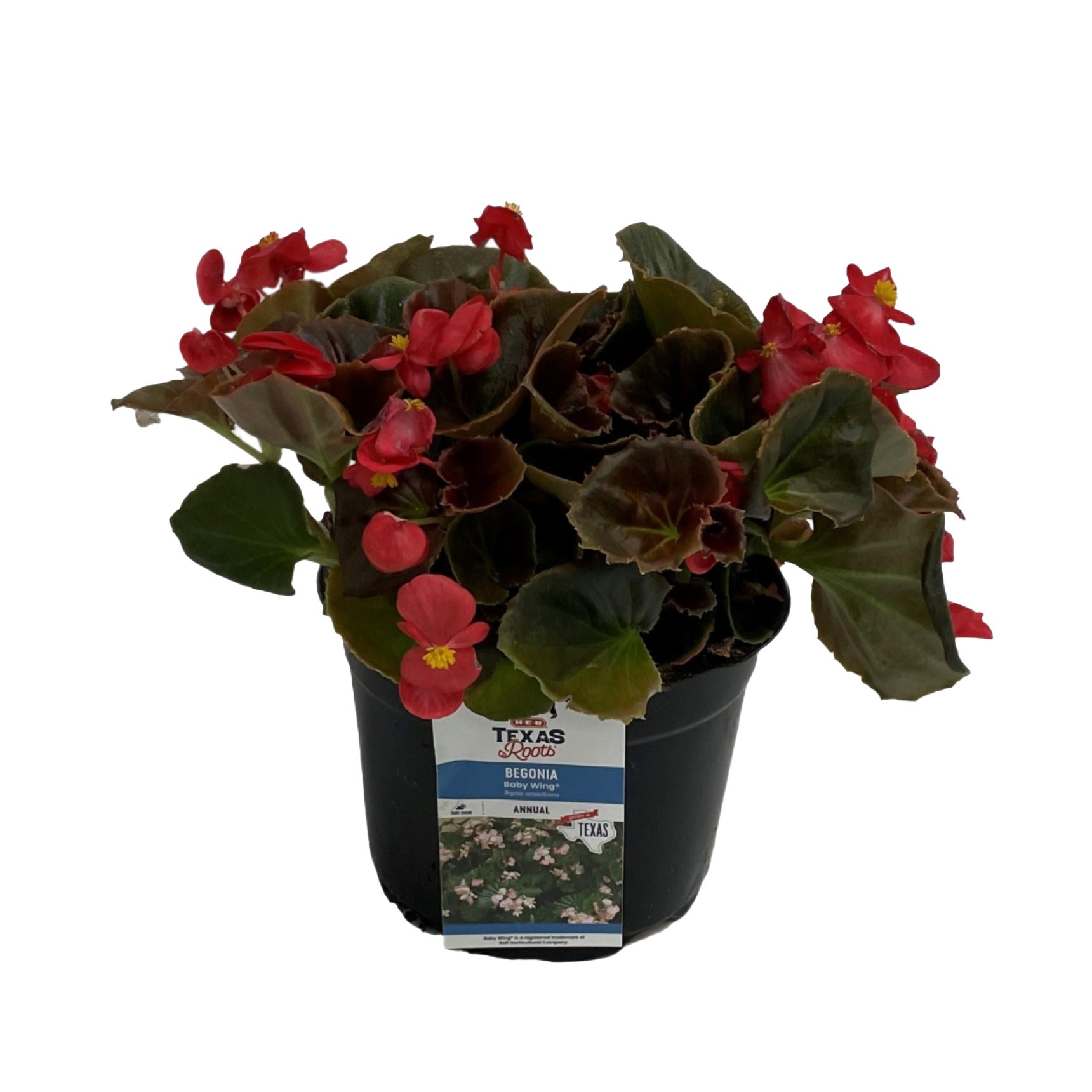 H-E-B Texas Roots Begonia - Shop Potted plants at H-E-B