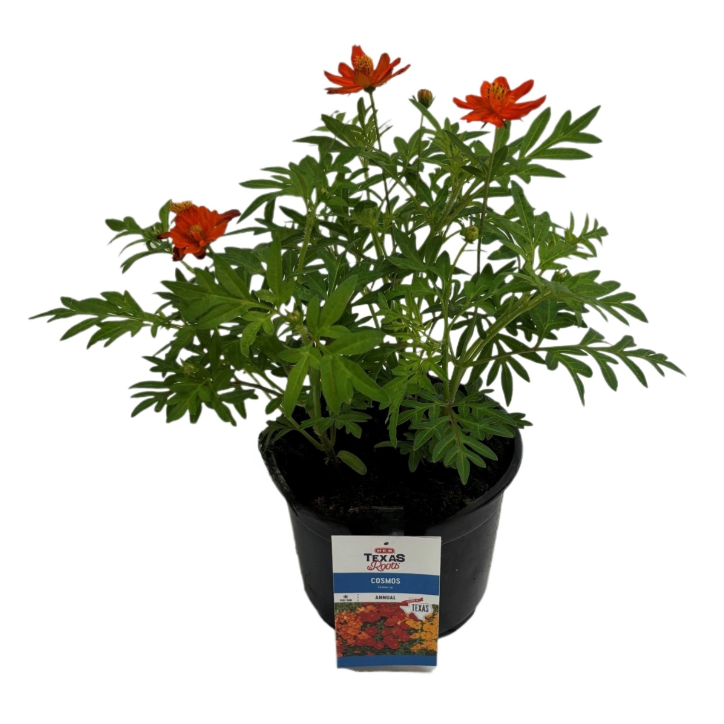 H-E-B Texas Roots Cosmos - Shop Potted plants at H-E-B