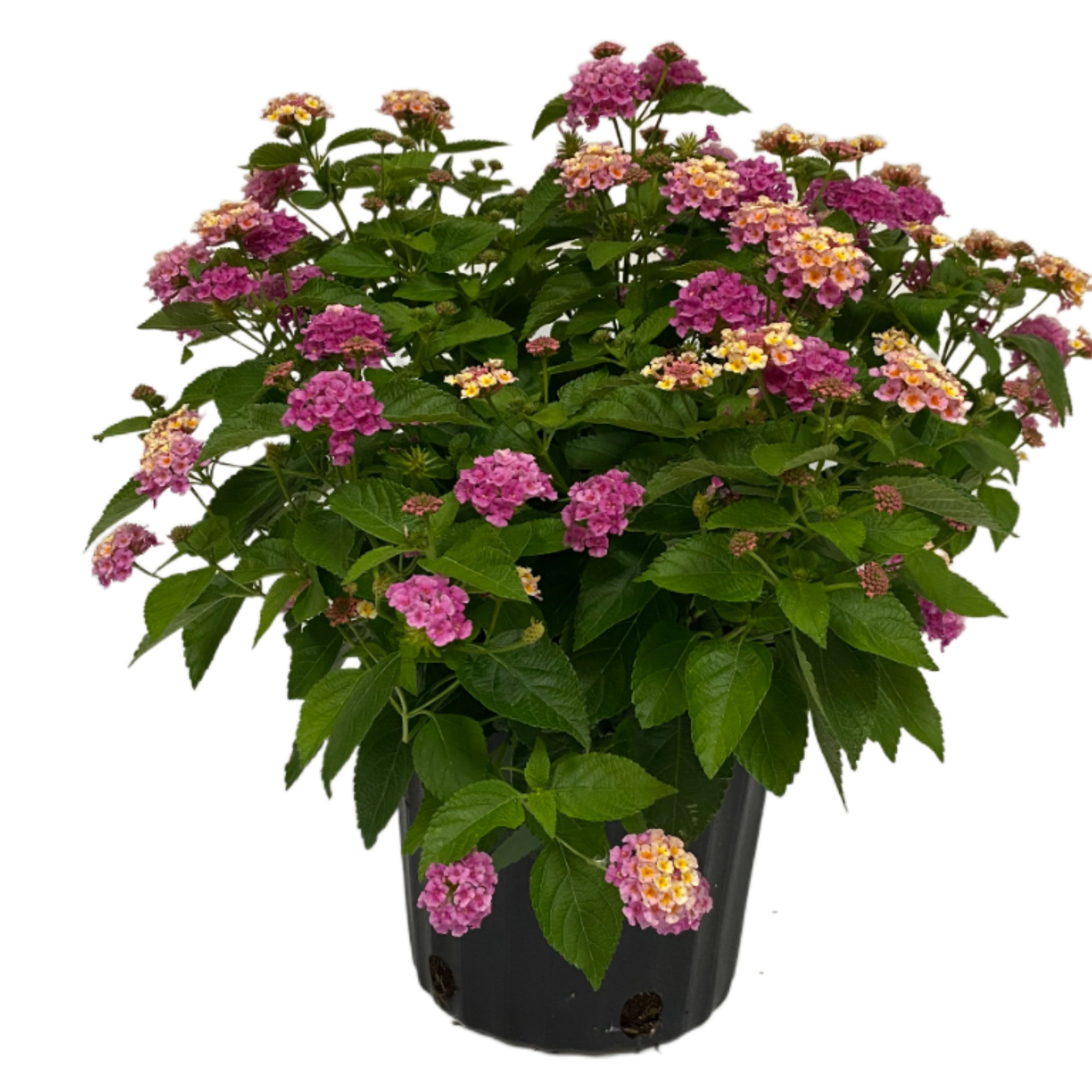 H-E-B Texas Roots Lantana Pink - Shop Potted plants at H-E-B