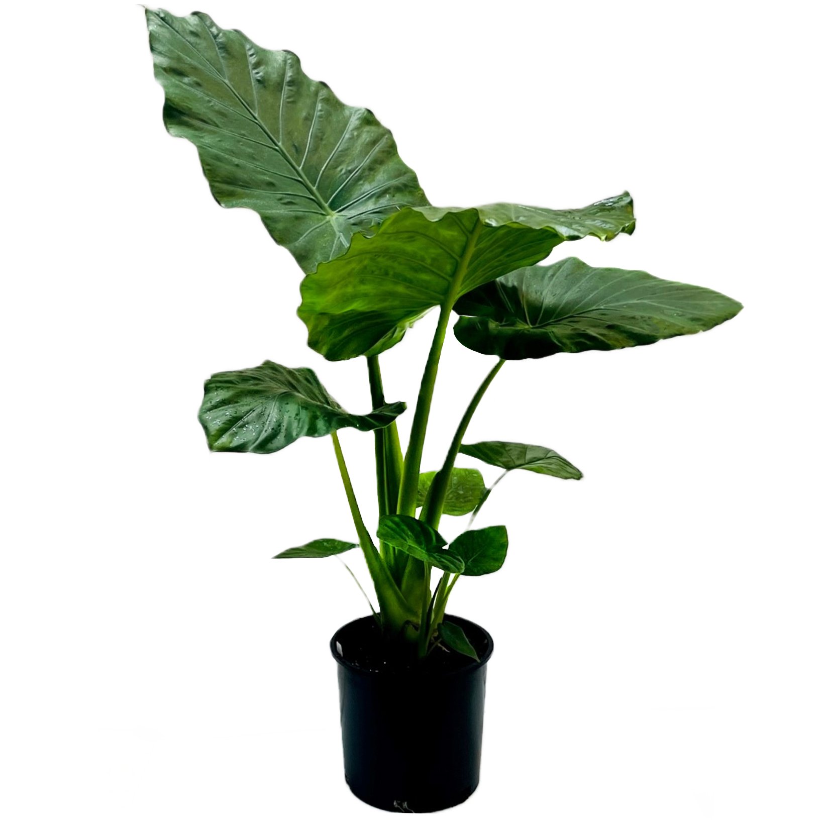 Greenleaf Nursery Calidora Elephant Ear - Shop Potted plants at H-E-B