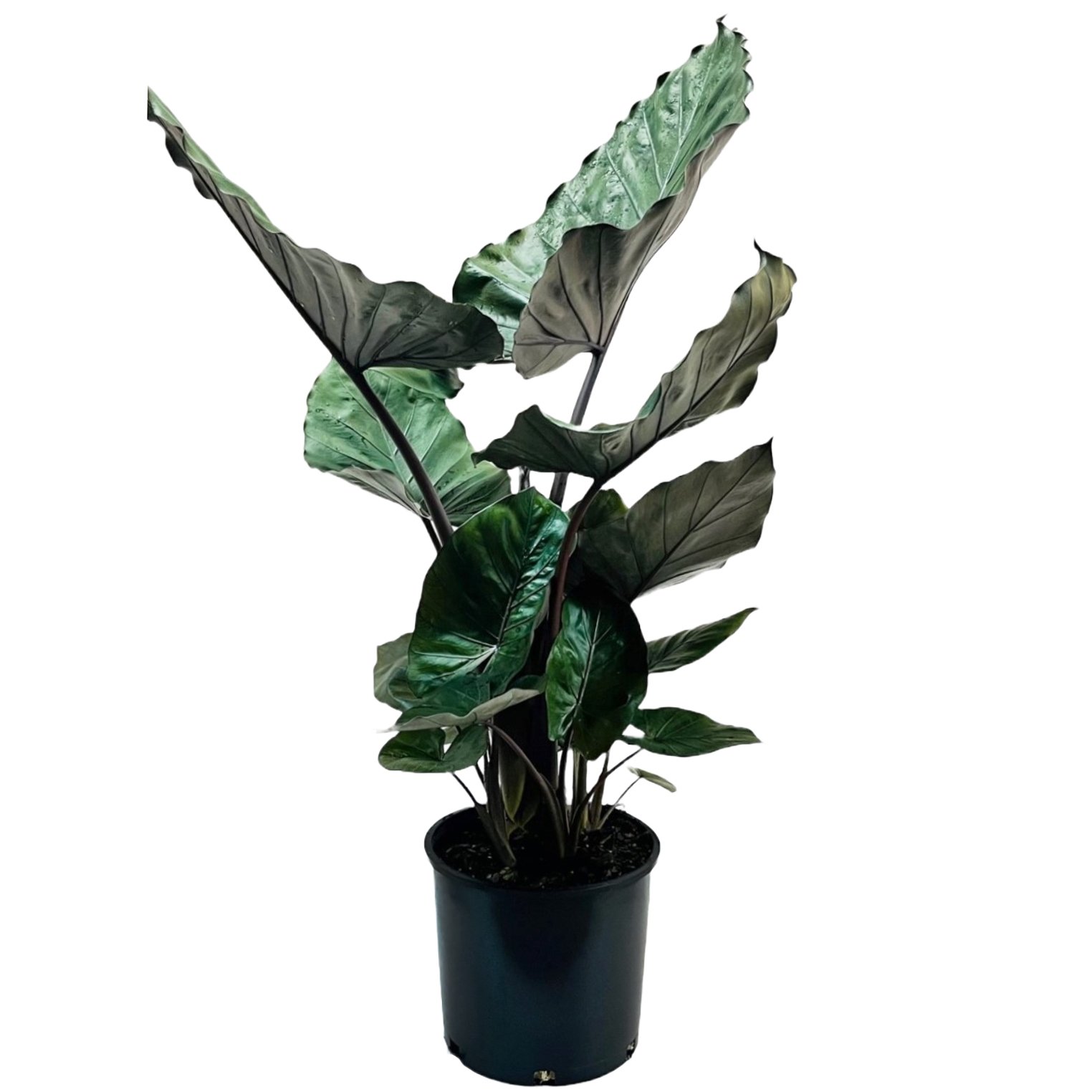 Greenleaf Nursery Metalhead Elephant Ear - Shop Patio & Outdoor at H-E-B