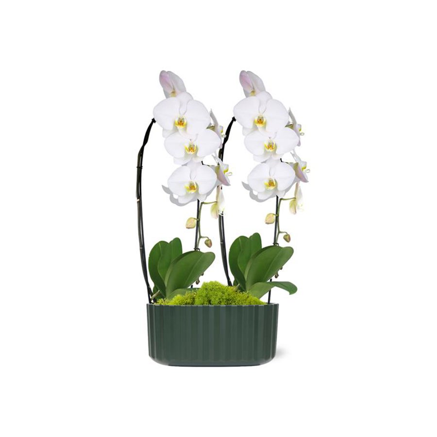 Max & Miles Waterfall Orchid Duo - Shop Potted plants at H-E-B