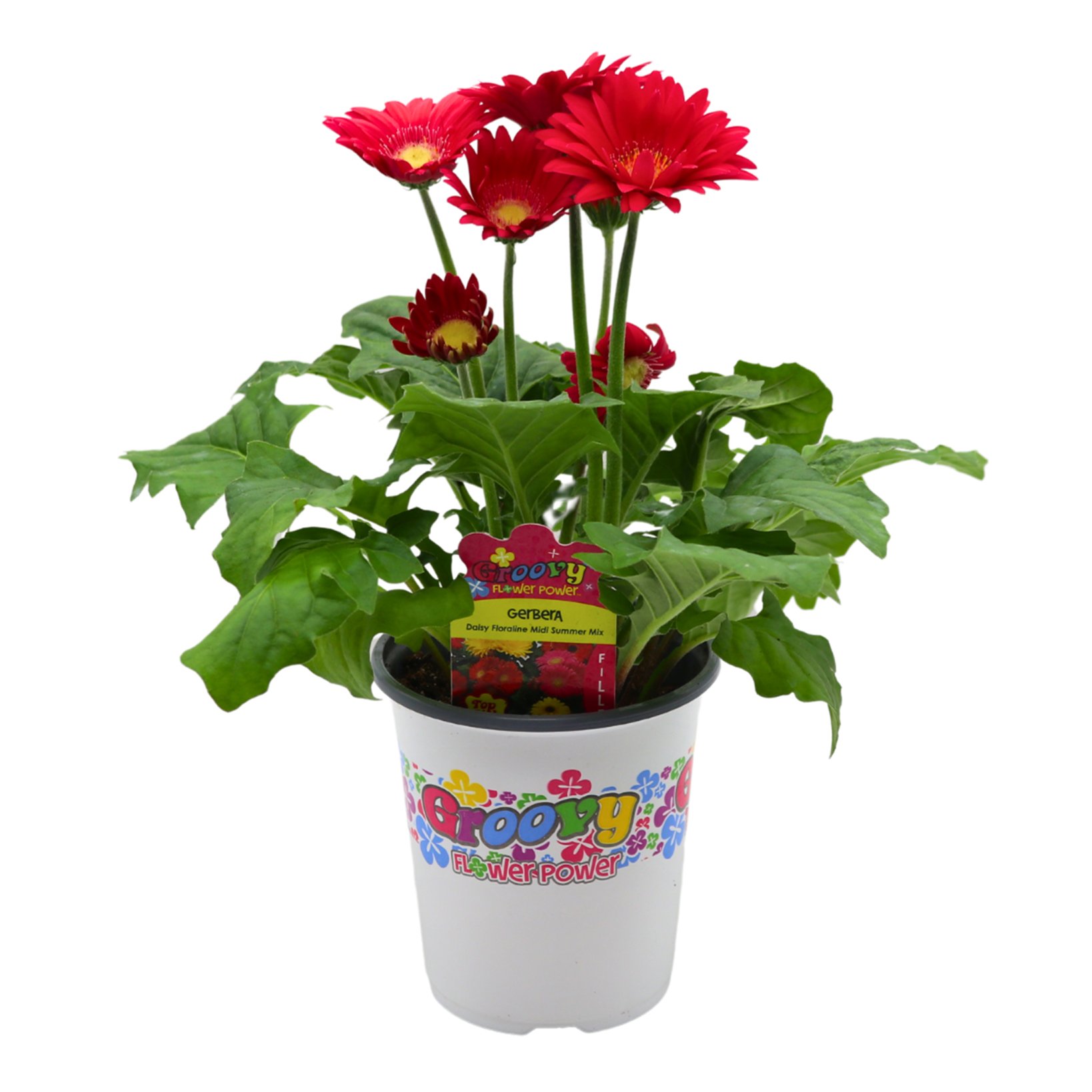 Groovy Flower Power Gerbera Daisy - Summer Mix - Shop Potted plants at ...