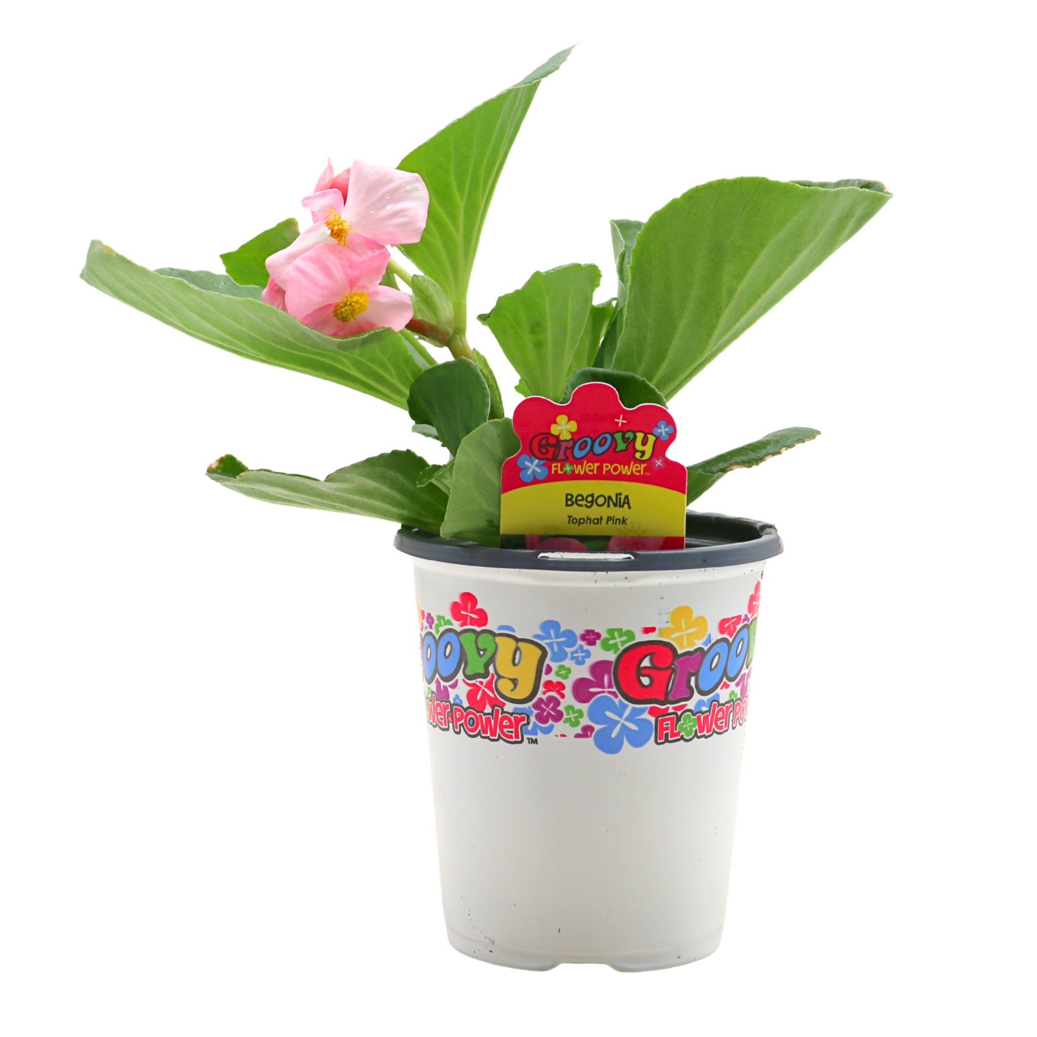 Groovy Flower Power Tophat Begonia Potted Plant - Shop Potted plants at ...