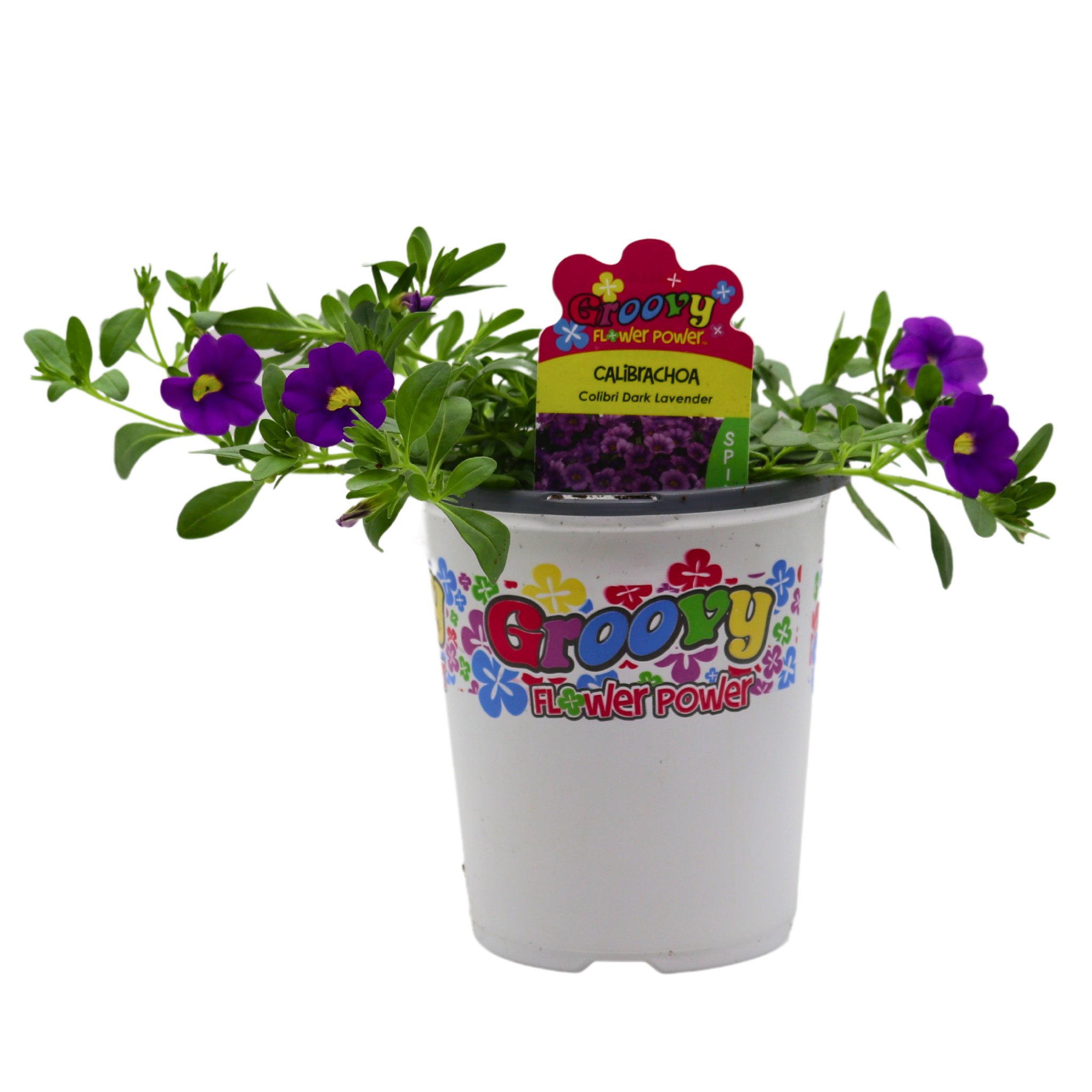 Spring Creek Growers Groovy Flower Power Calibrachoa - Lavender - Shop ...