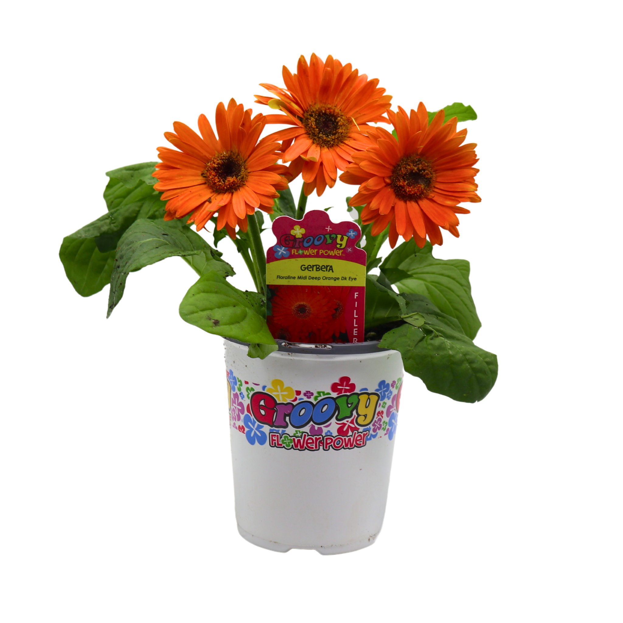 Spring Creek Growers Groovy Flower Power Orange Gerbera Daisy Potted ...
