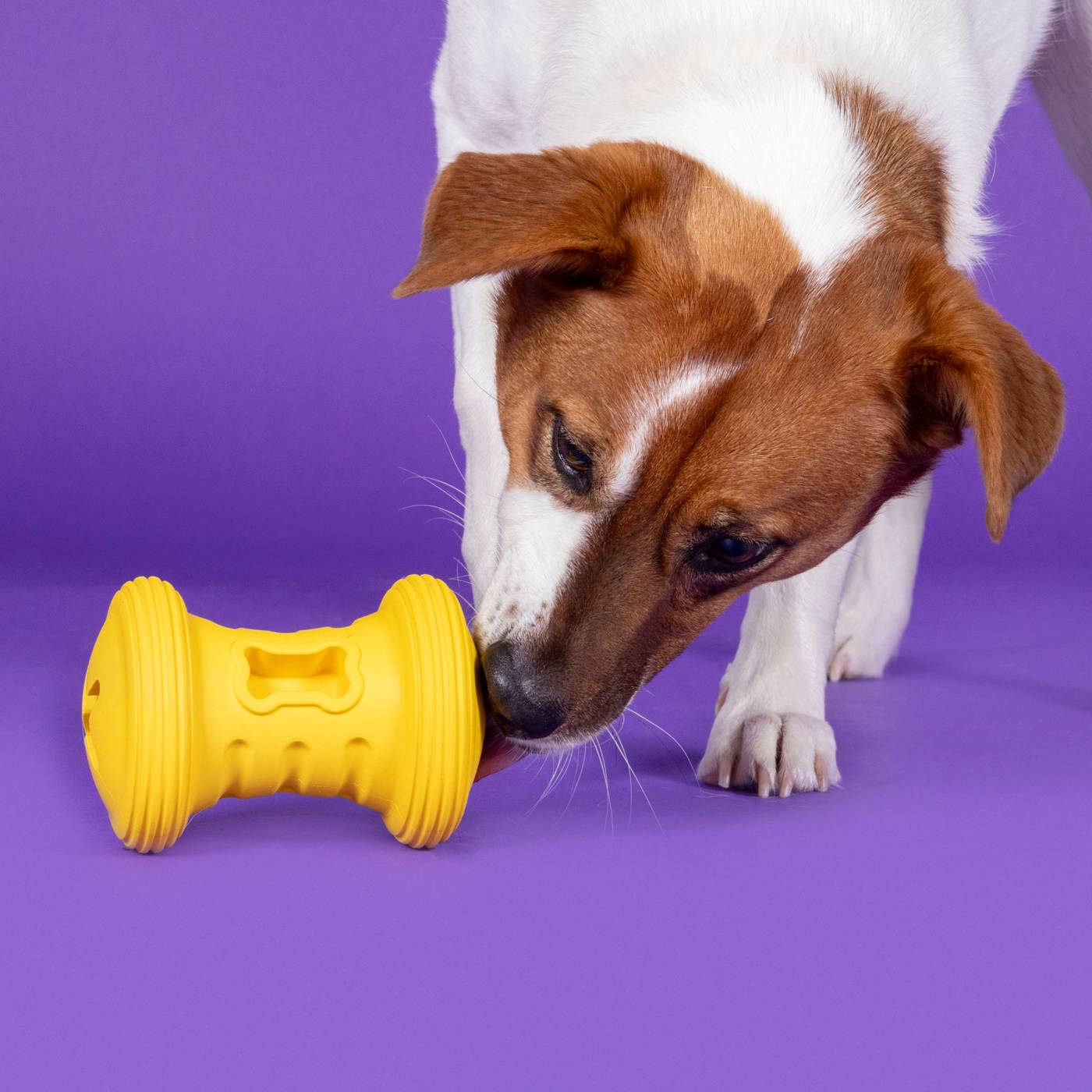 Woof & Whiskers Treat Tube Dog Toy - Shop Chew toys at H-E-B