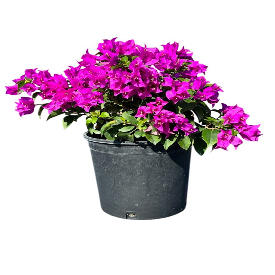 J Berry Nursery Bougainvillea - Shop Potted plants at H-E-B