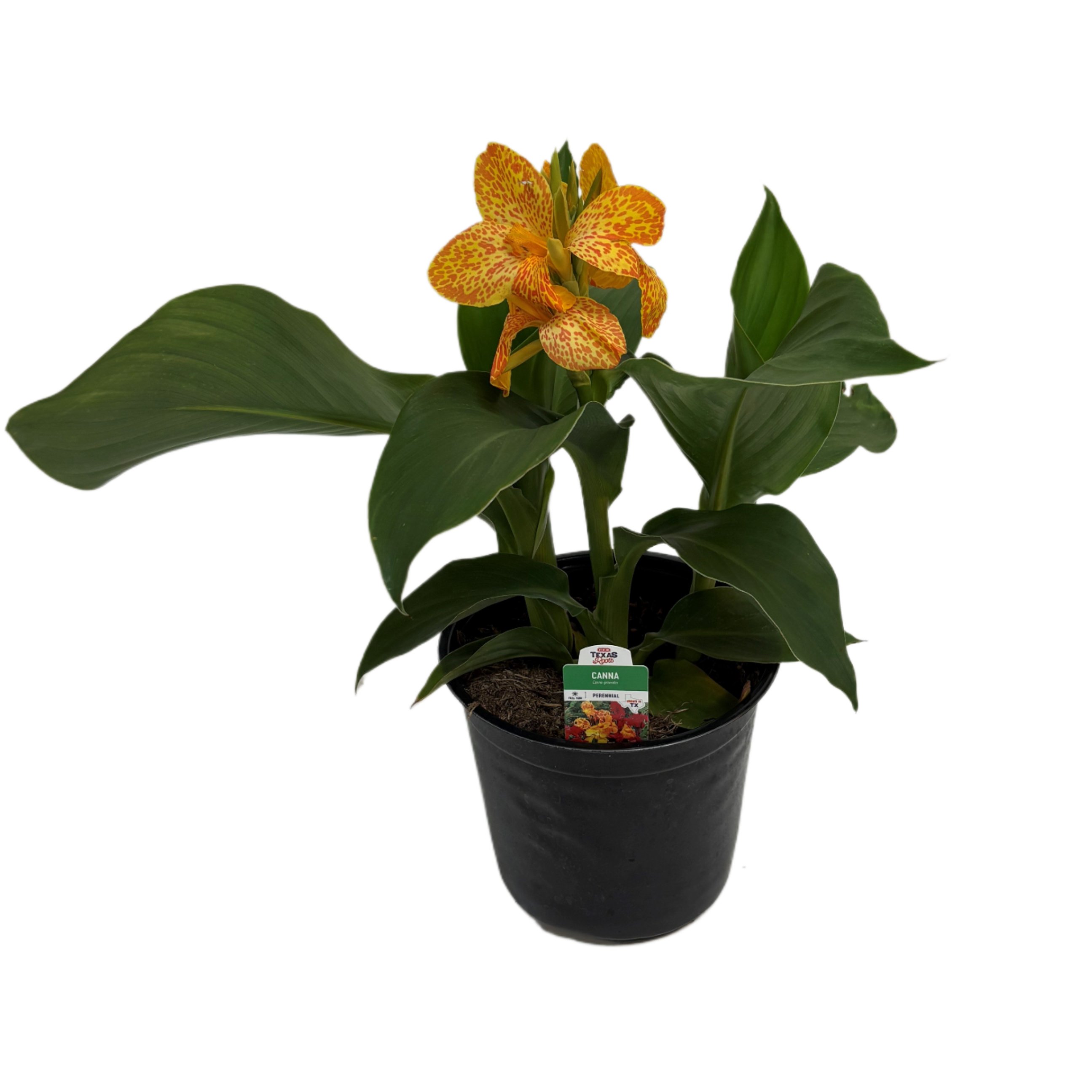 H-E-B Texas Roots Canna - Shop Potted plants at H-E-B