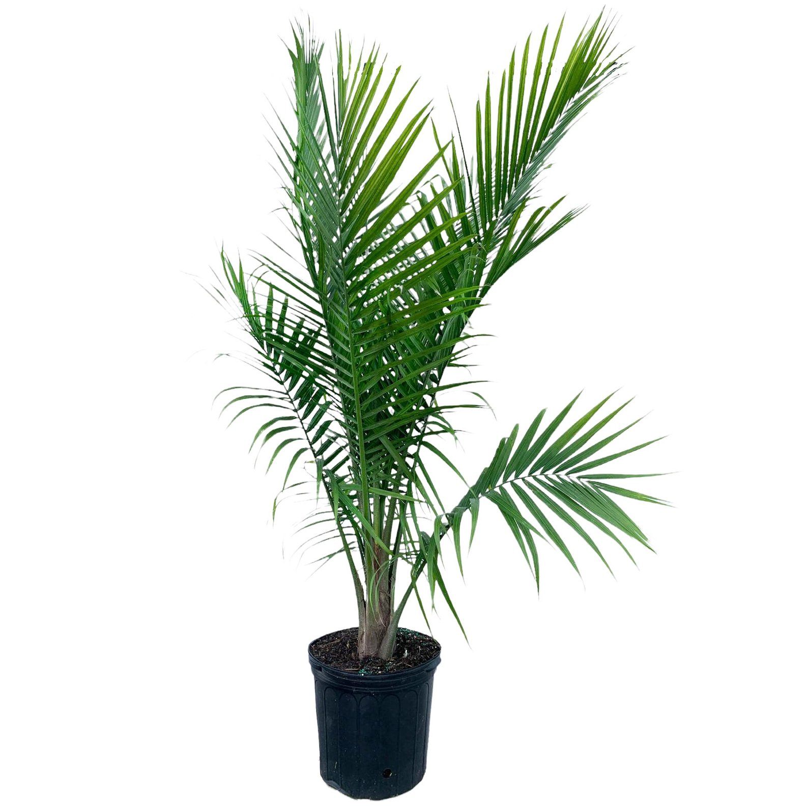 Power Bloom Farms Majesty Palm - Shop Potted plants at H-E-B