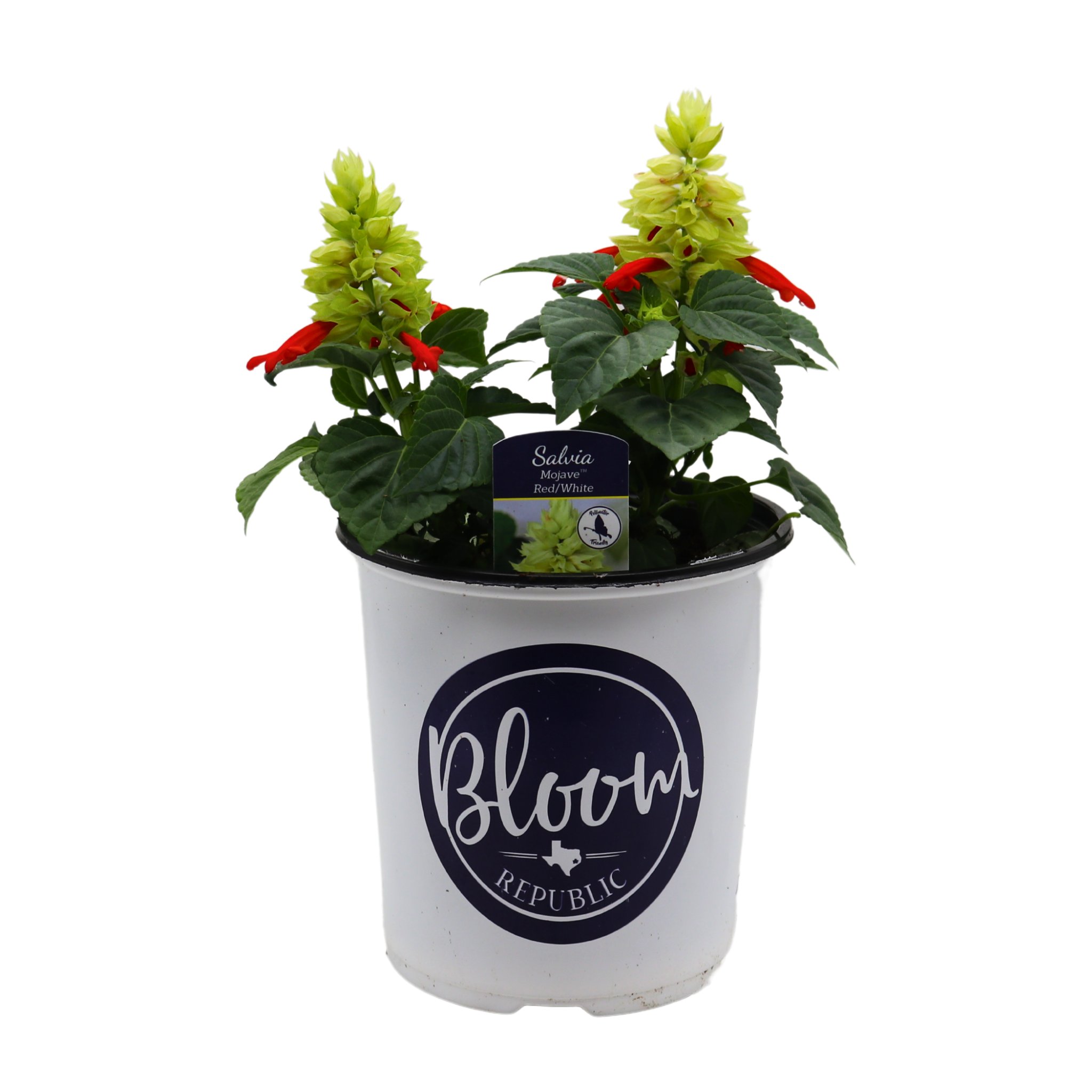 Spring Creek Growers Bloom Republic Salvia Mojave Red & White - Shop ...