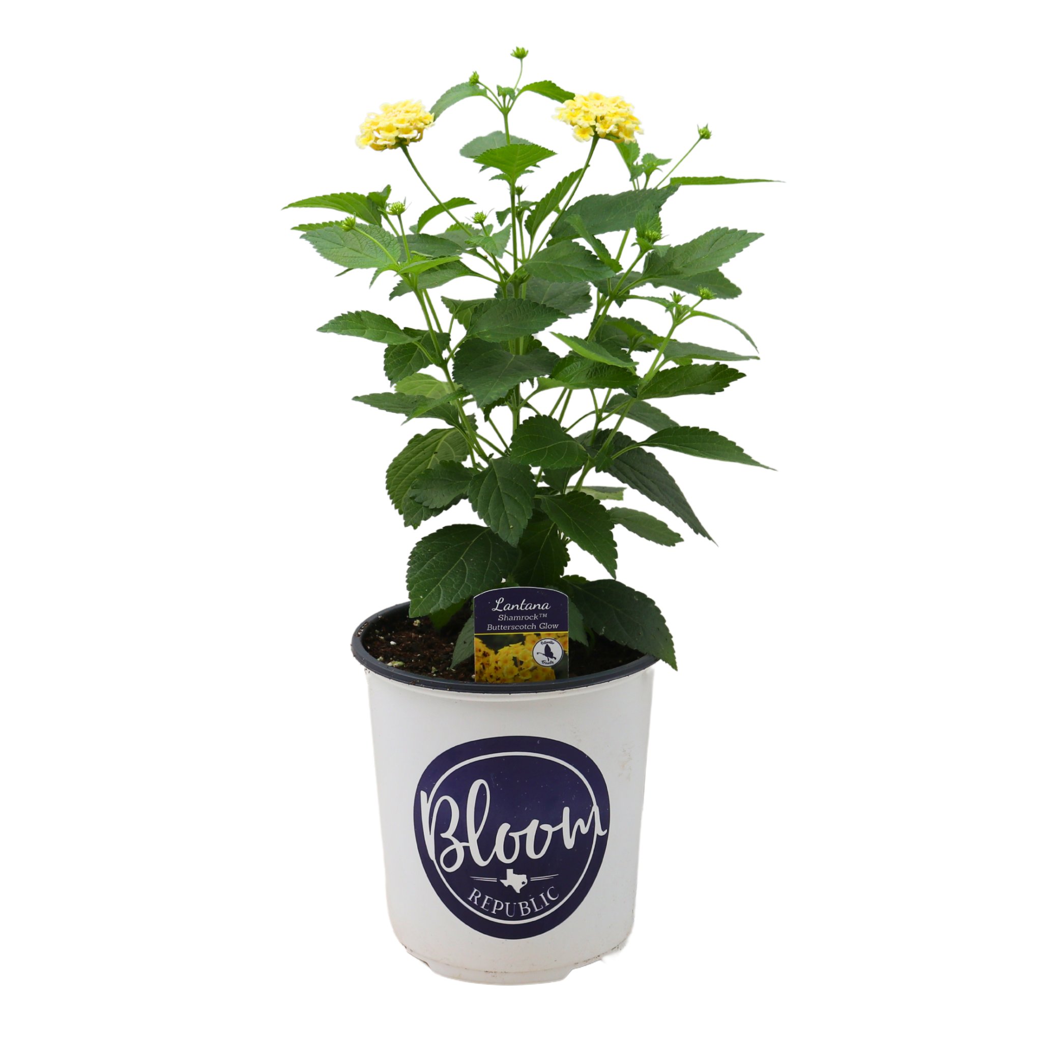 Spring Creek Growers Bloom Republic Lantana Shamrock Butterscotch Glow ...