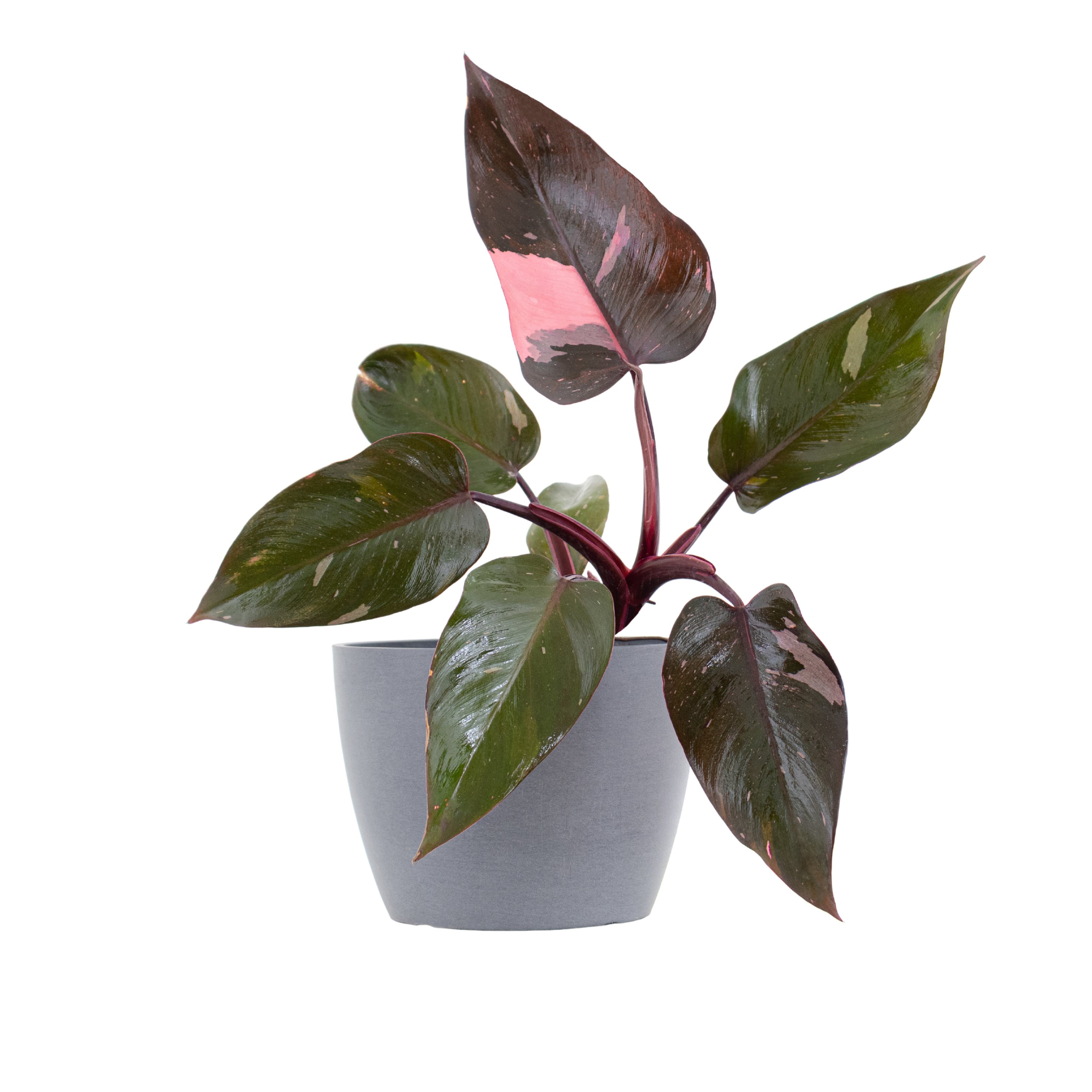 United Nursery Pink Princess in Growpot - Shop Potted plants at H-E-B