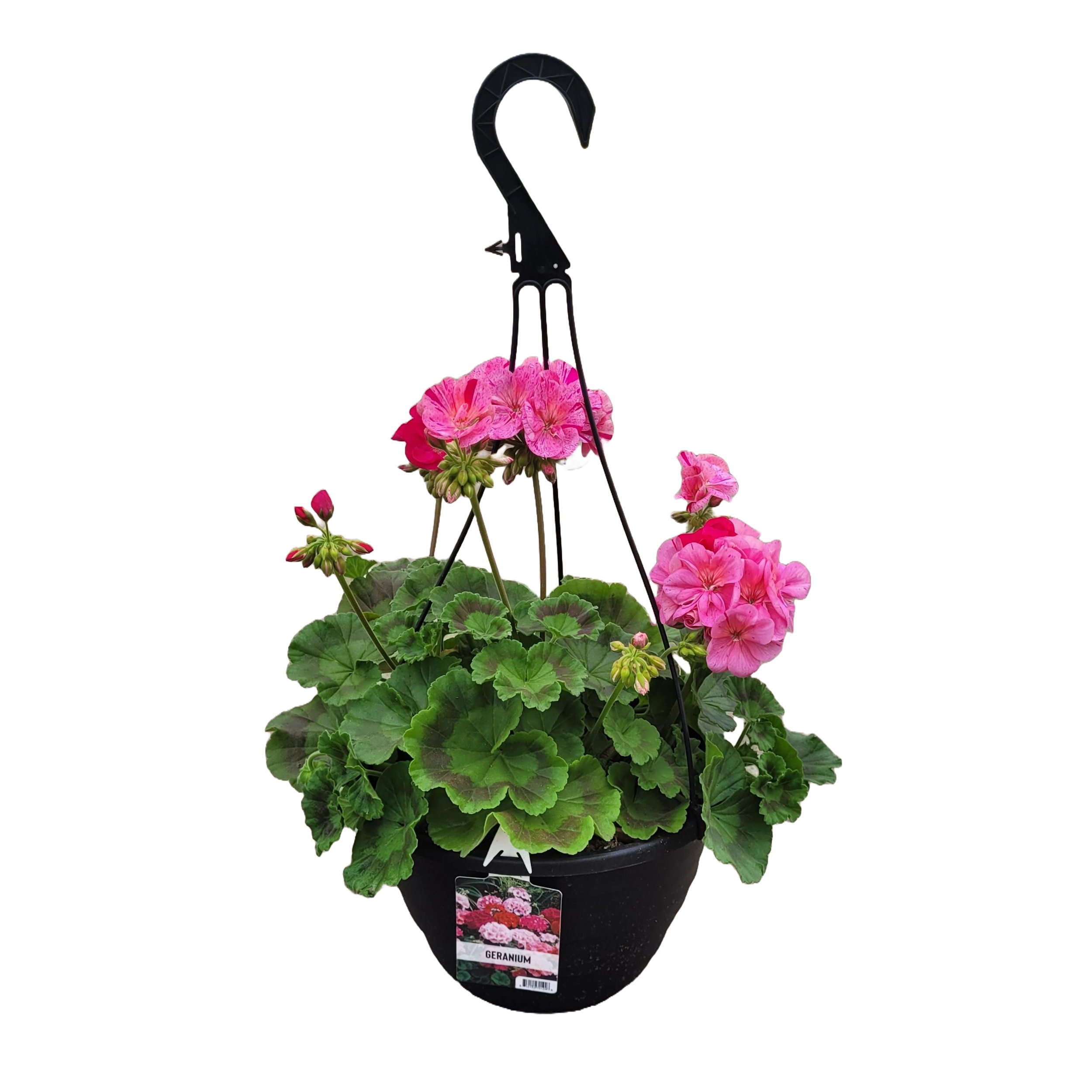 Theuts Geranium Hanging Basket - Shop Potted plants at H-E-B