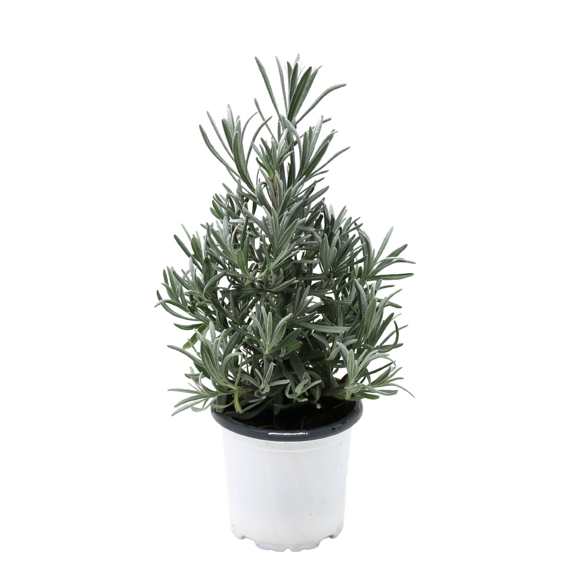 H-E-B Texas Backyard Lavender Cone - Shop Potted plants at H-E-B