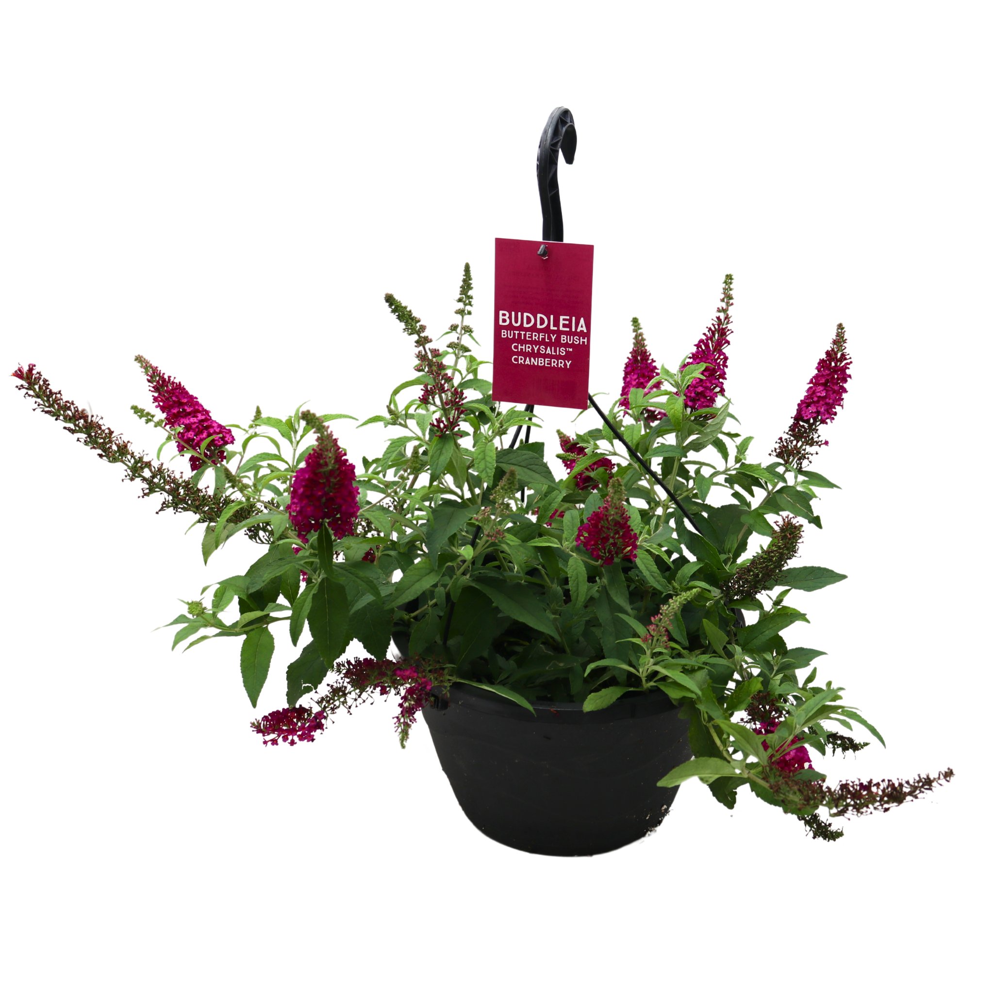 Spring Creek Growers Buddleia Butterfly Bush Chrysalis Cranberry ...