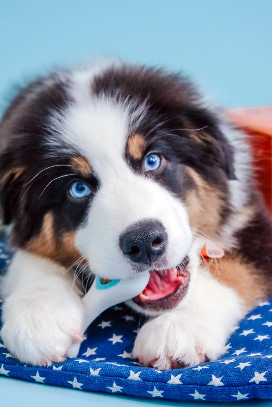 Nylabone Knuckle Bone Pop In Treat Large - Shop Chew toys at H-E-B