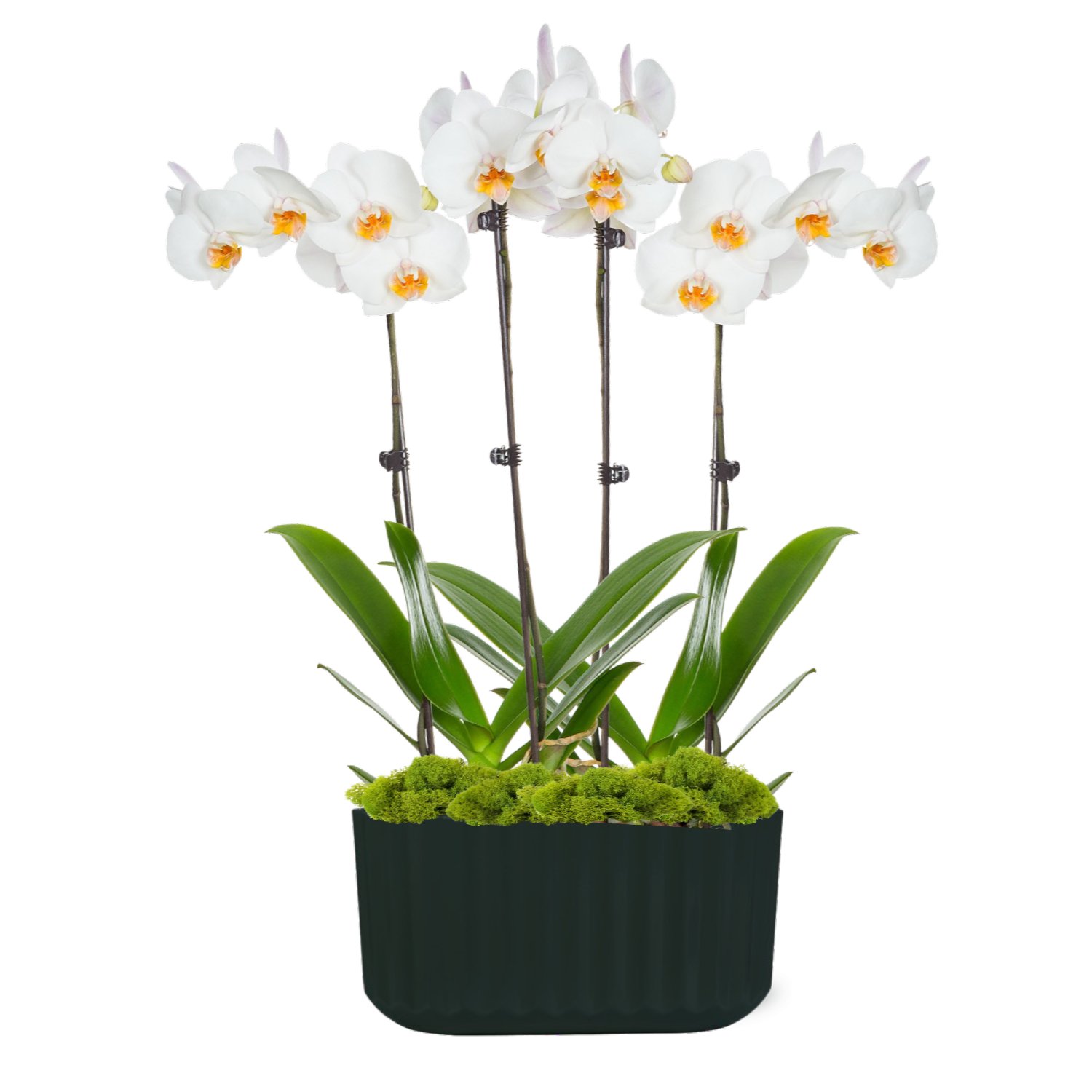 Max & Miles Holiday Orchid Duo - Shop Potted plants at H-E-B