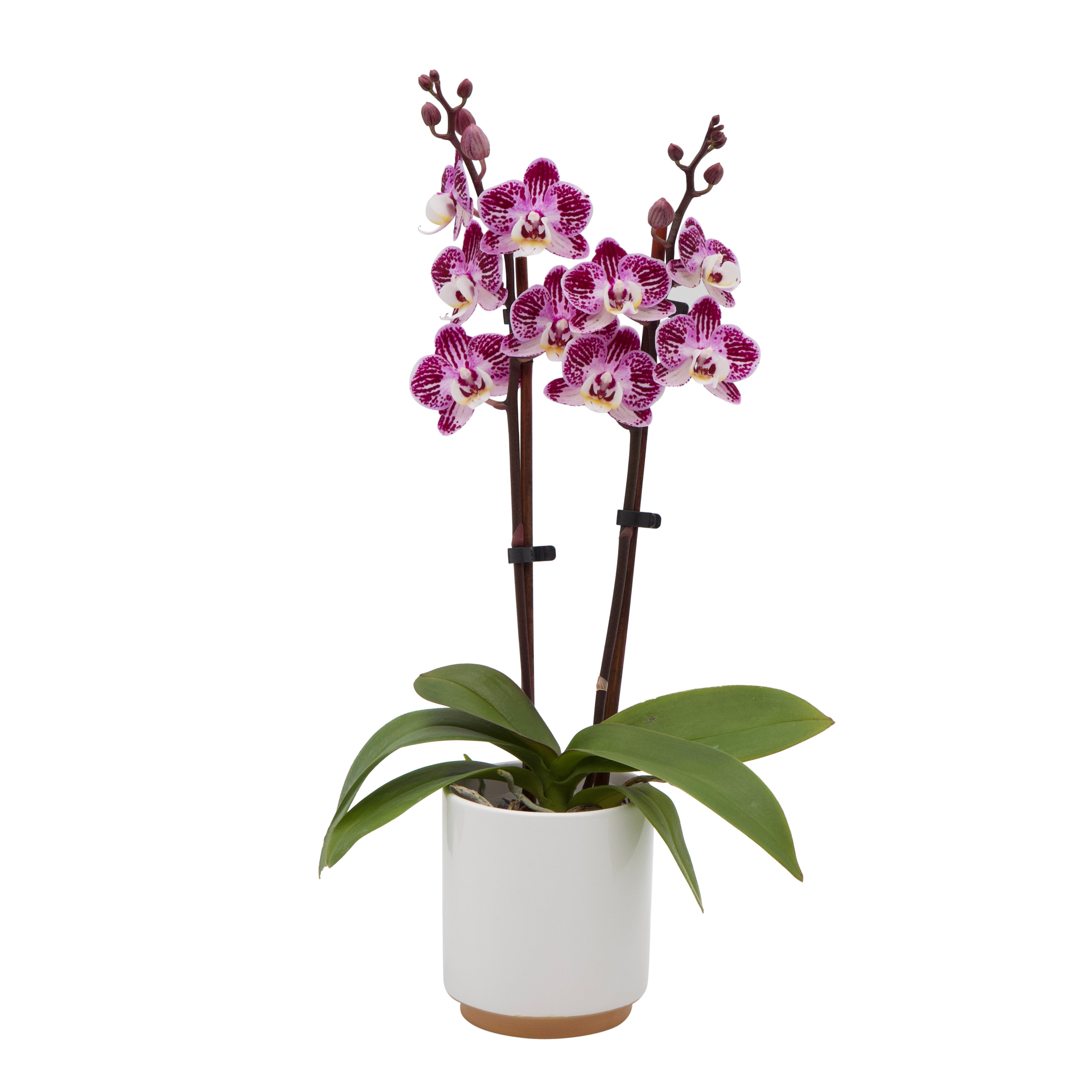 Floral Orchid Belita In Ceramic Pot - Shop Potted plants at H-E-B