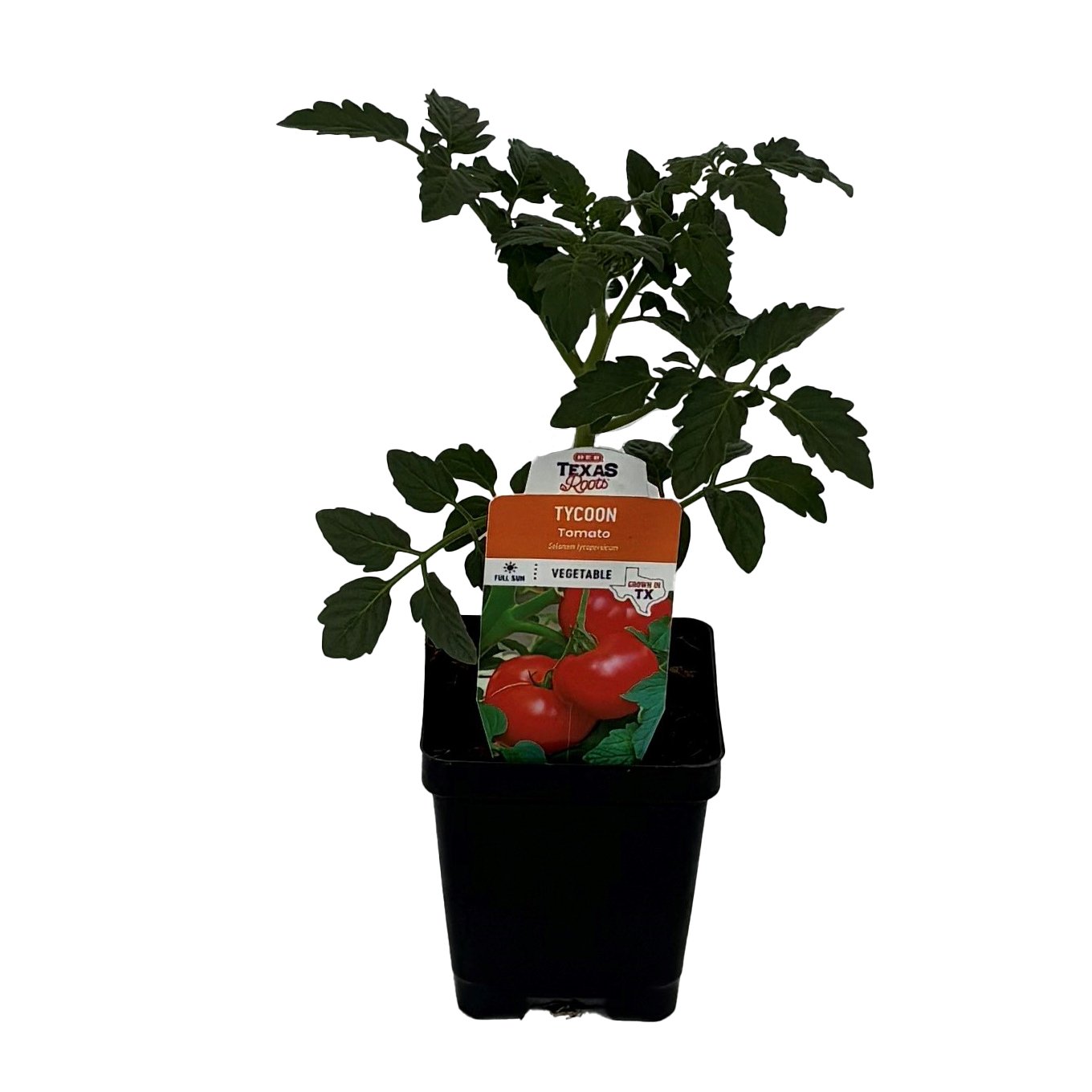 H-E-B Texas Roots Tomato Tycoon Plant - Shop Potted plants at H-E-B