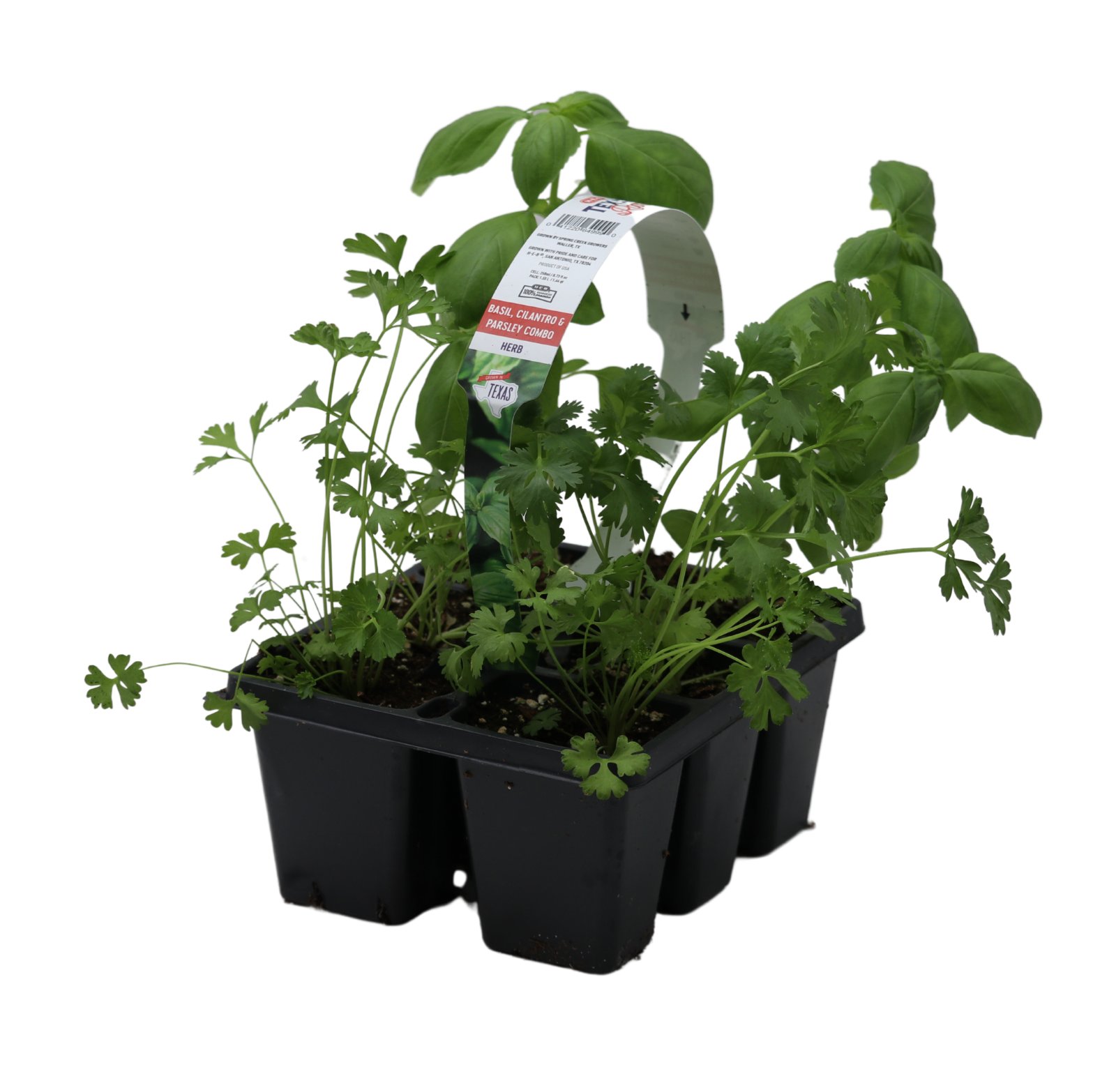H-E-B Basil Cilantro Parsley Combo - Shop Potted plants at H-E-B