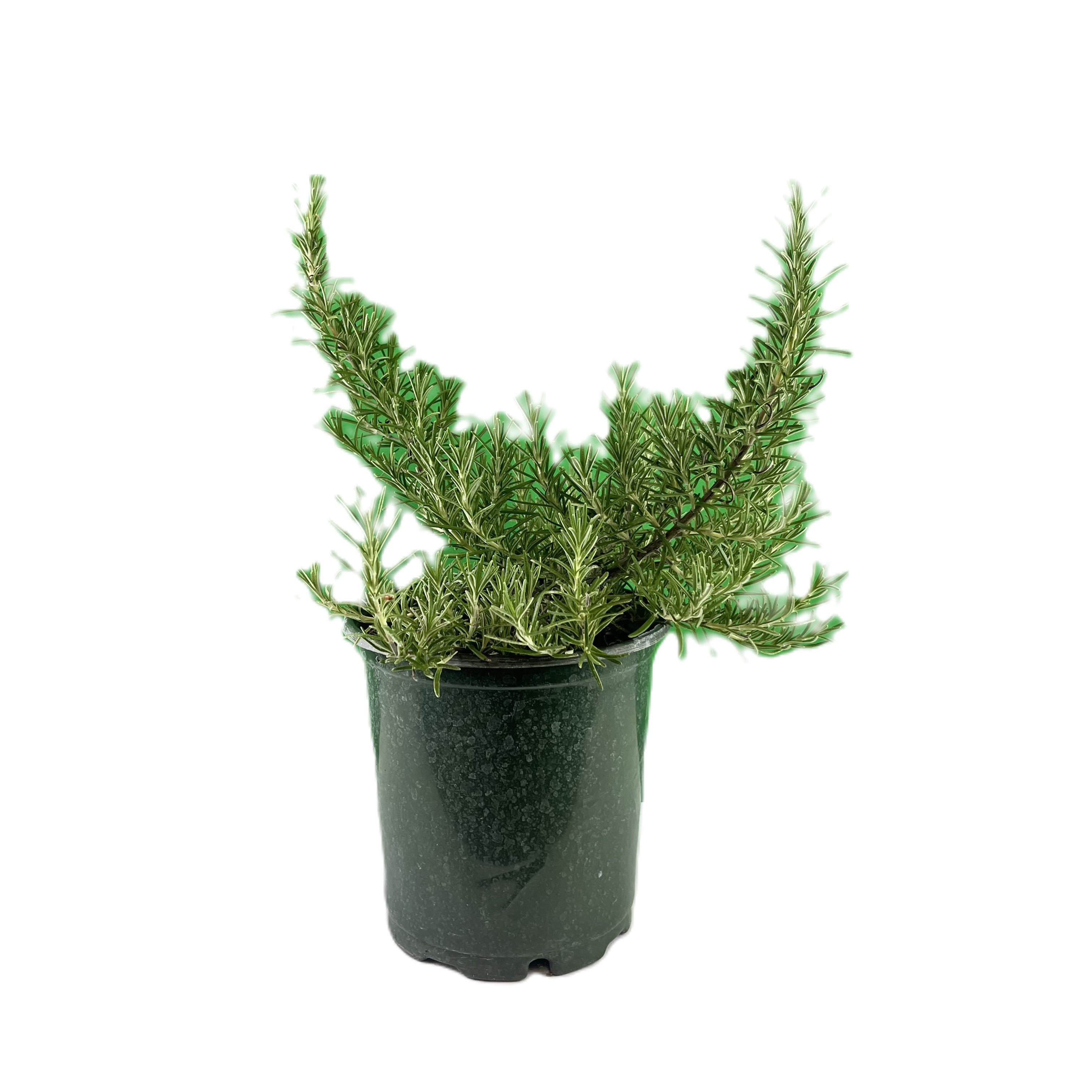 Natures Herb Farm Rosemary Foxtail Plant - Shop Potted plants at H-E-B
