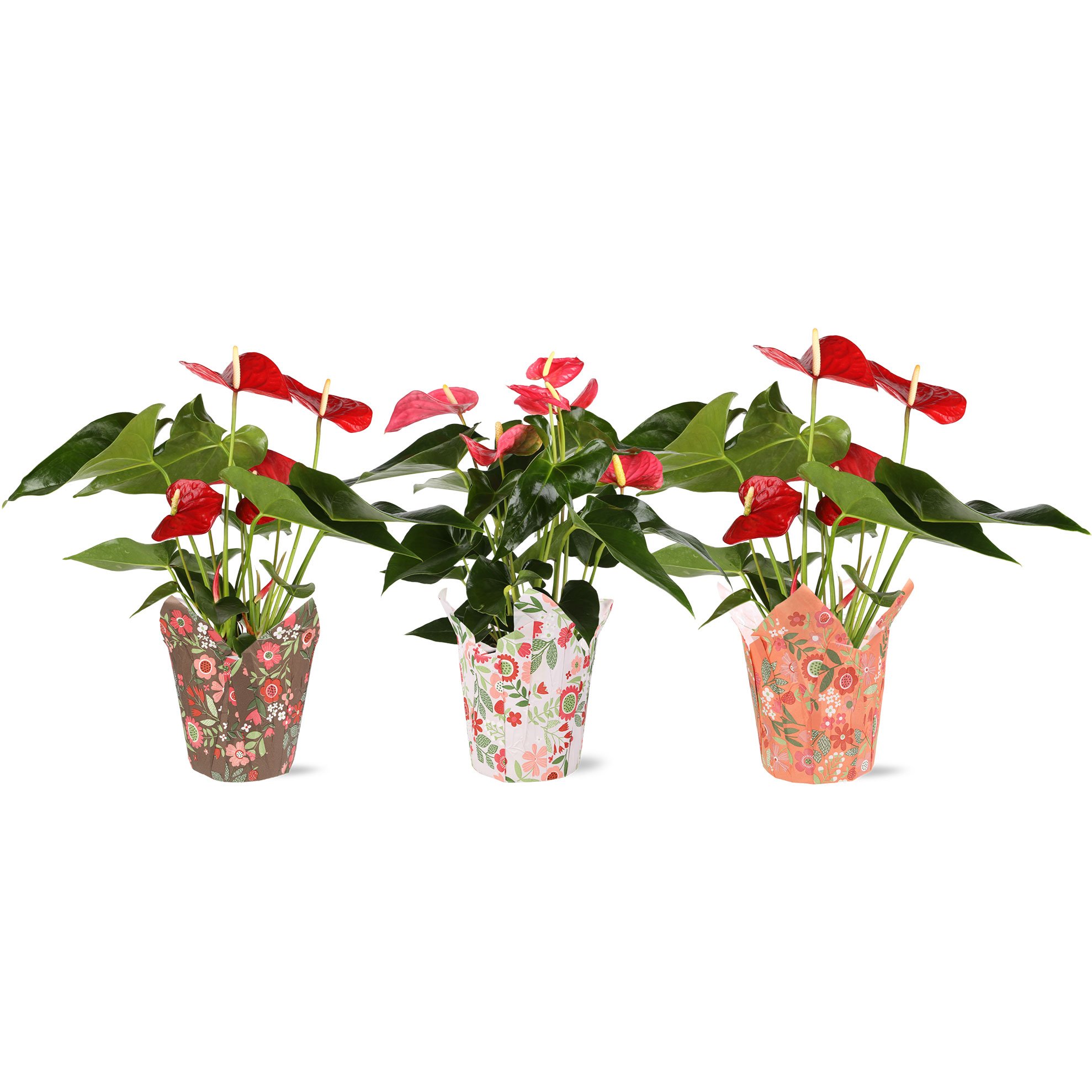 Anthurium Plant Colors Vary Shop At H E B