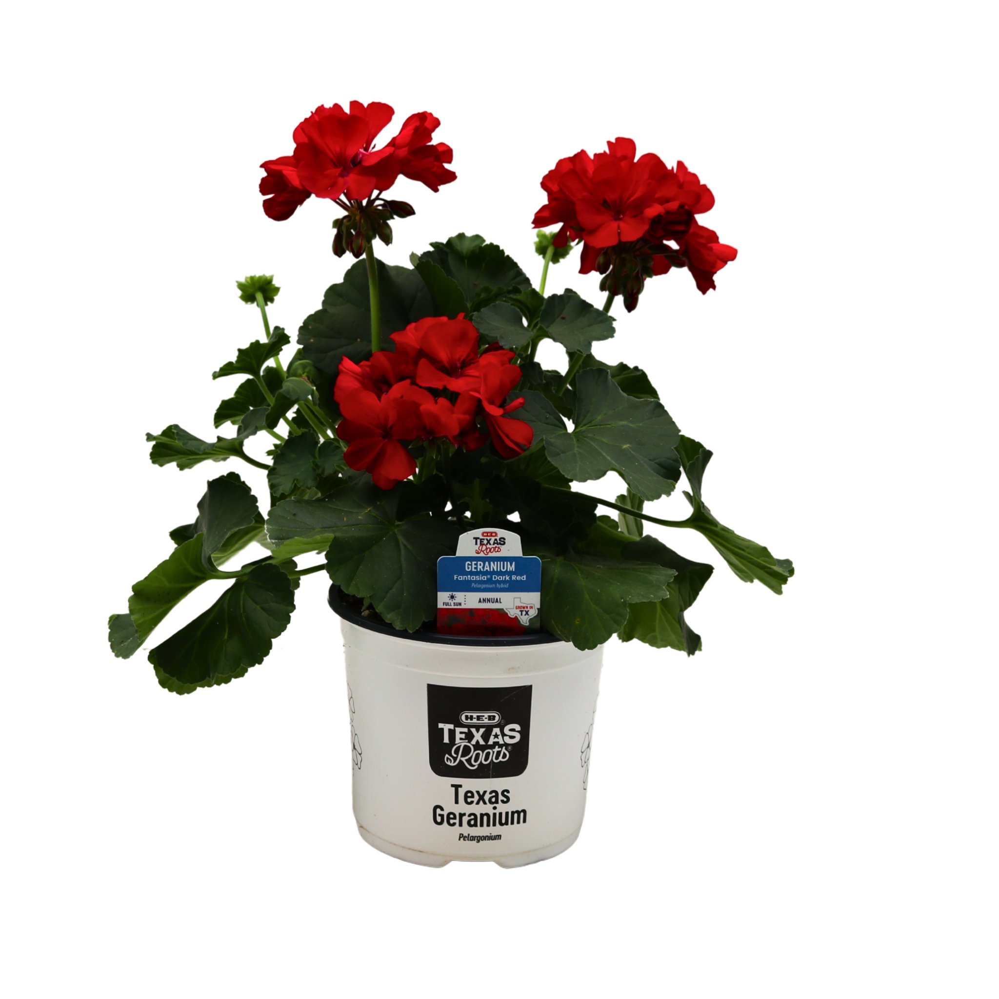 H-E-B Texas Roots Geranium - Fantasia Dark Red - Shop Potted plants at ...