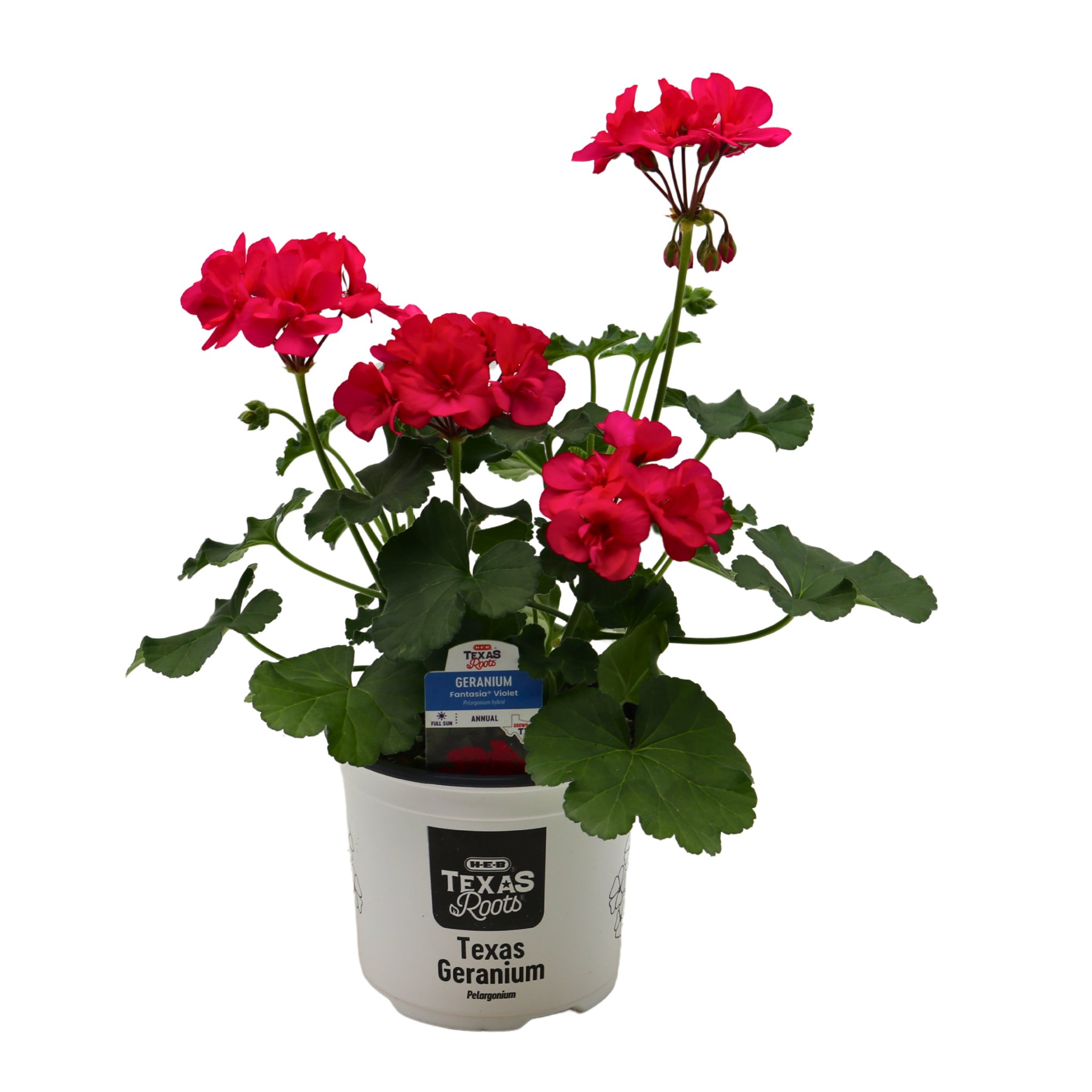 H-E-B Texas Roots Geranium - Fantasia Violet - Shop Potted plants at H-E-B