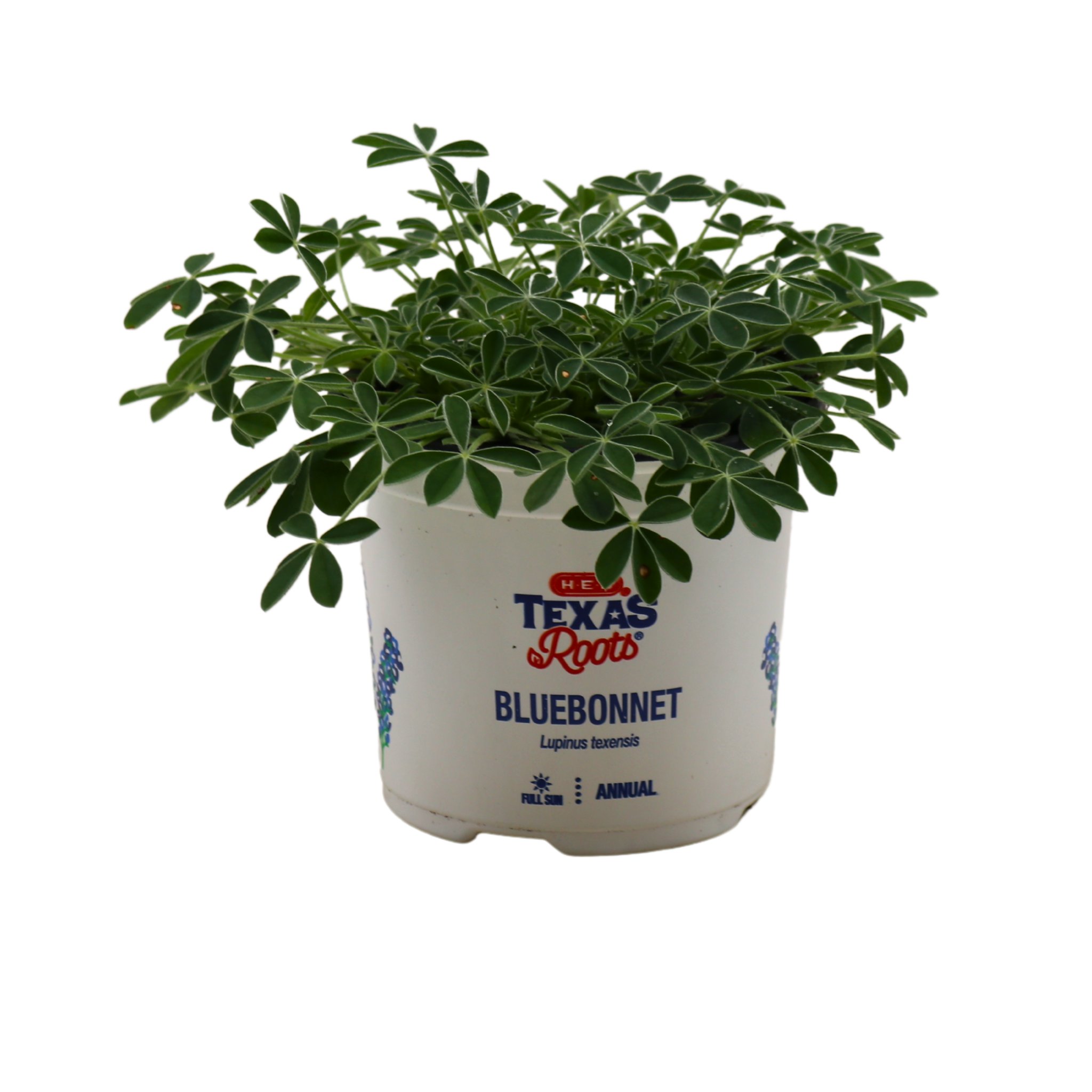H-E-B Texas Roots Bluebonnets - Shop Potted plants at H-E-B