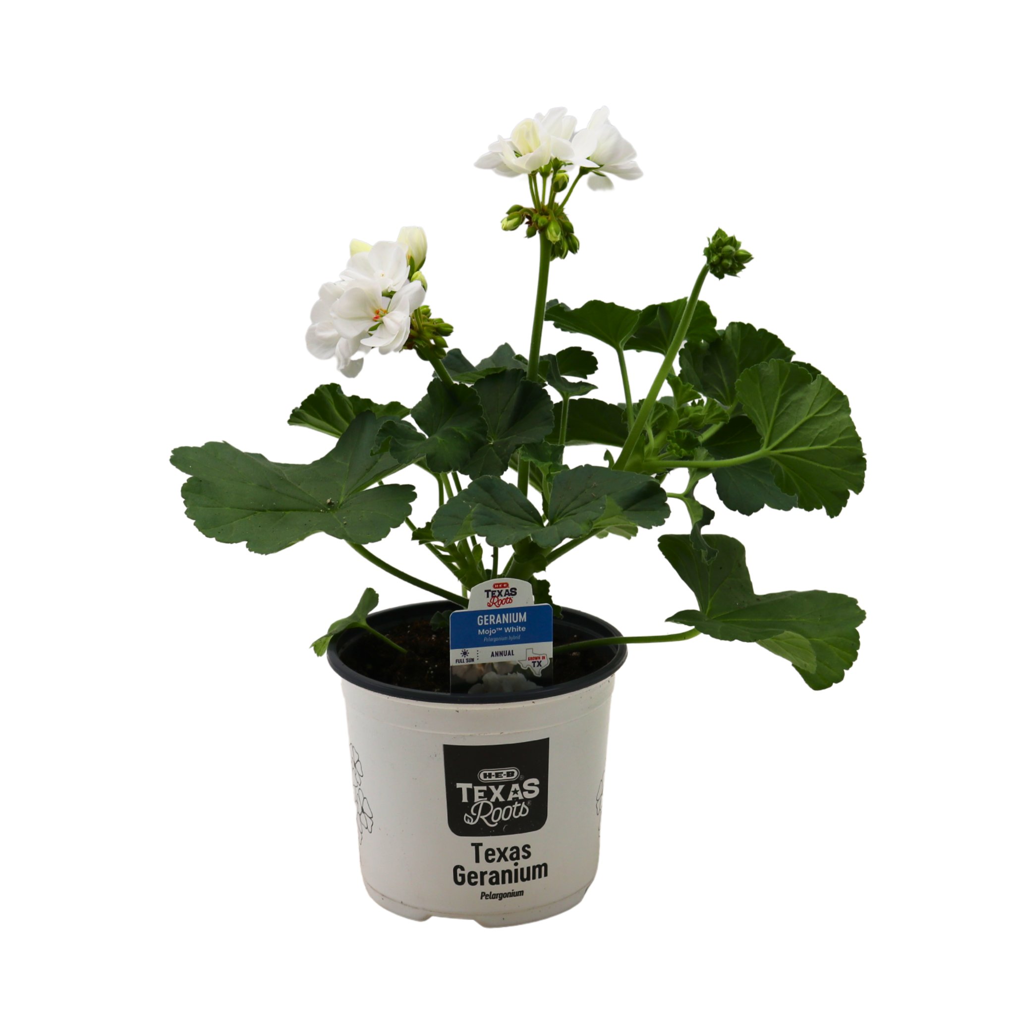 H-E-B Texas Roots Geranium - White - Shop Potted plants at H-E-B