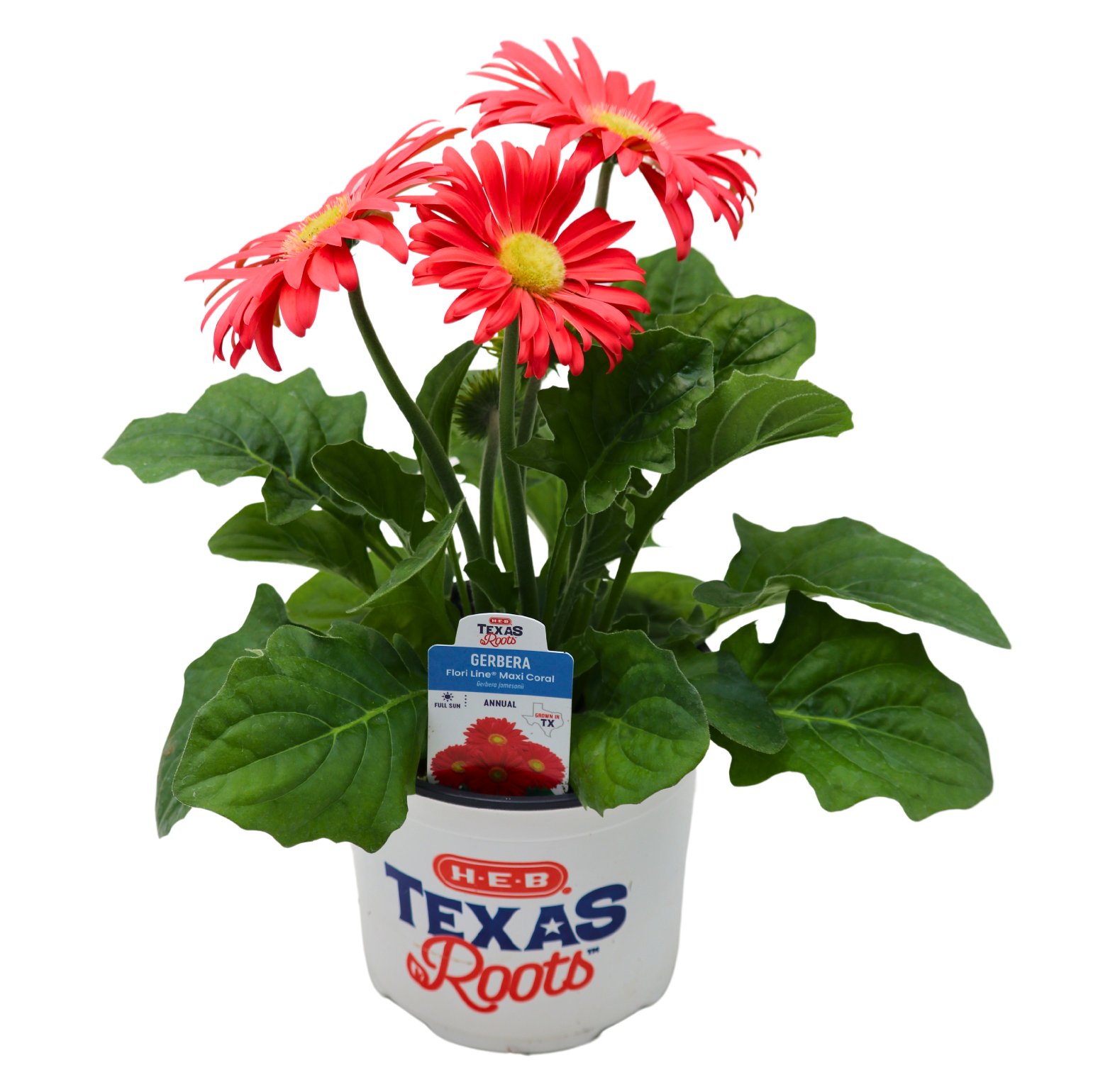 H-E-B Gerbera - Coral - Shop Potted plants at H-E-B