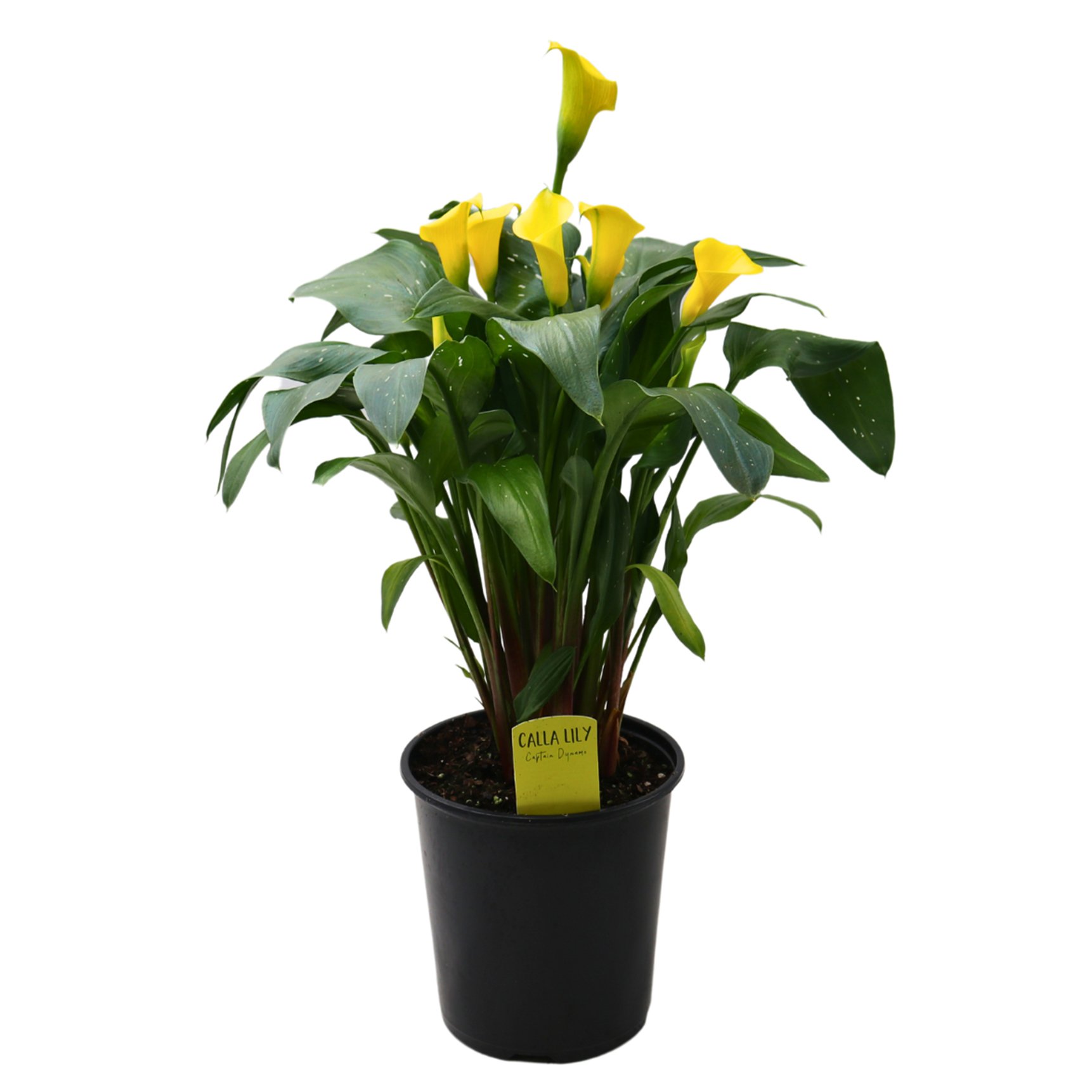 Calla Lily - Yellow - Shop Potted plants at H-E-B