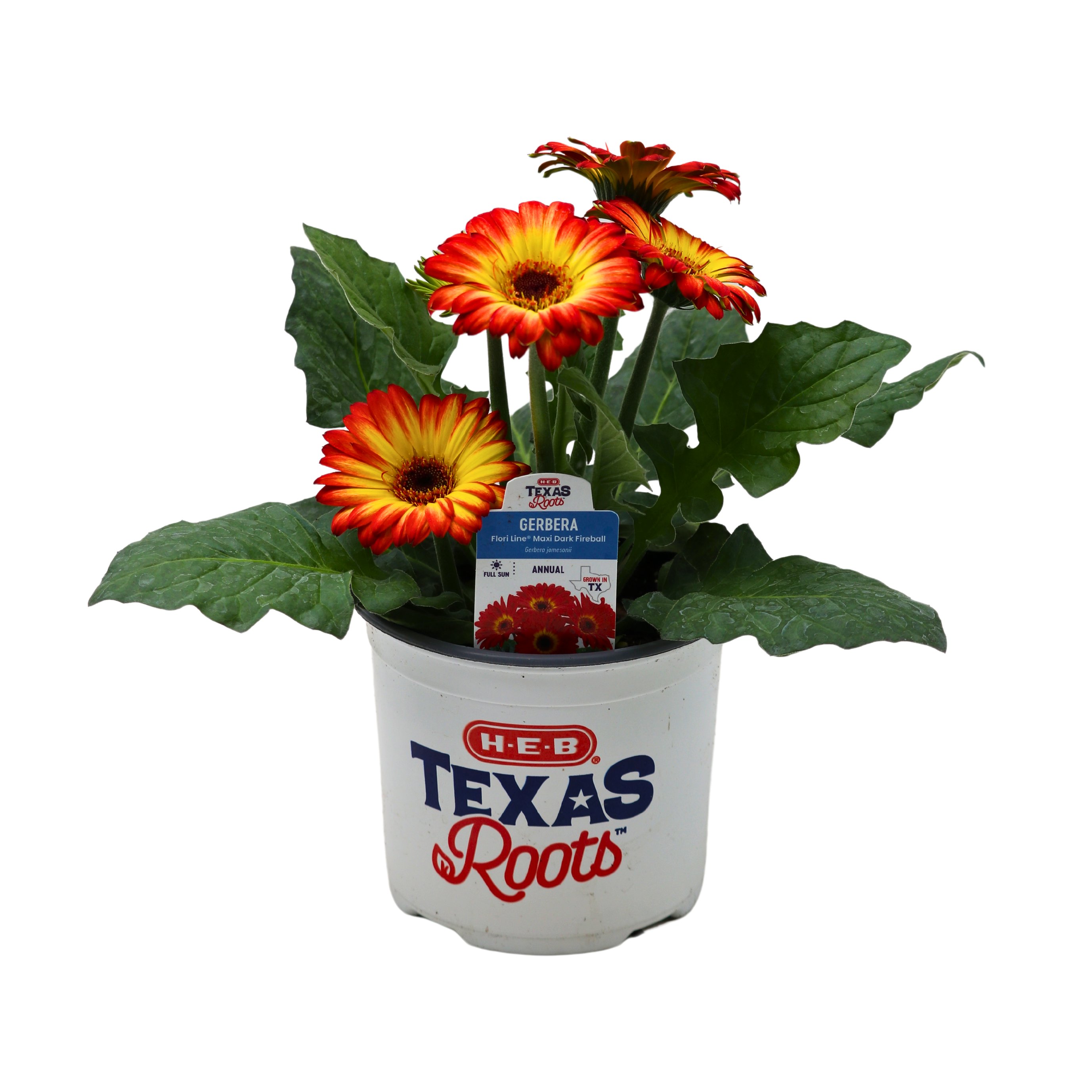 H-E-B Gerbera - Fireball - Shop Potted plants at H-E-B