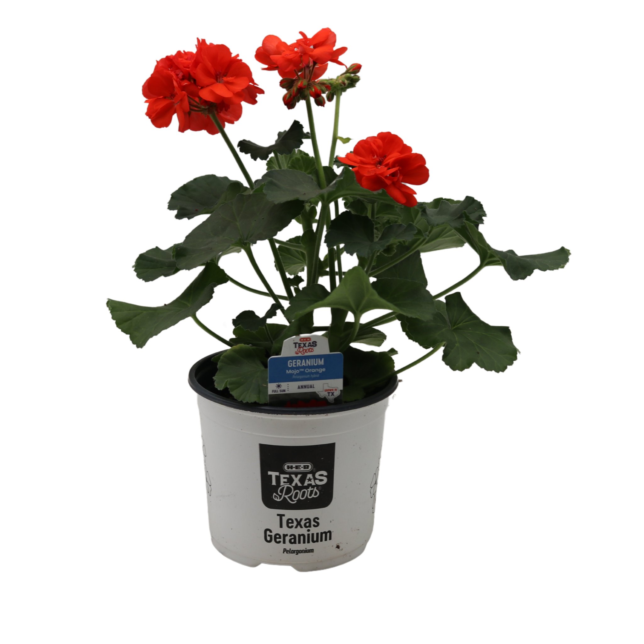H-E-B Texas Roots Geranium - Mojo Orange - Shop Potted plants at H-E-B