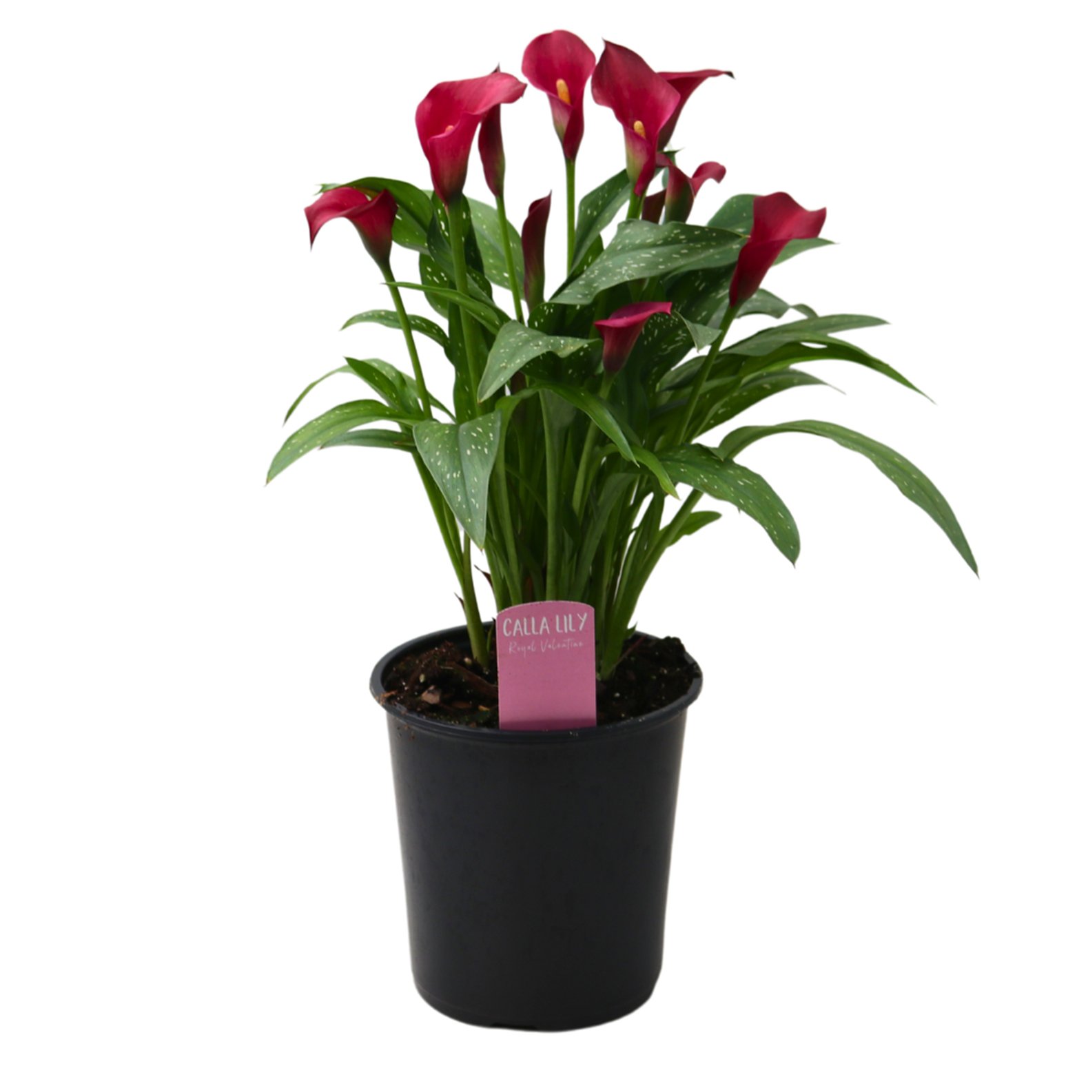 Calla Lily - Pink - Shop Potted plants at H-E-B