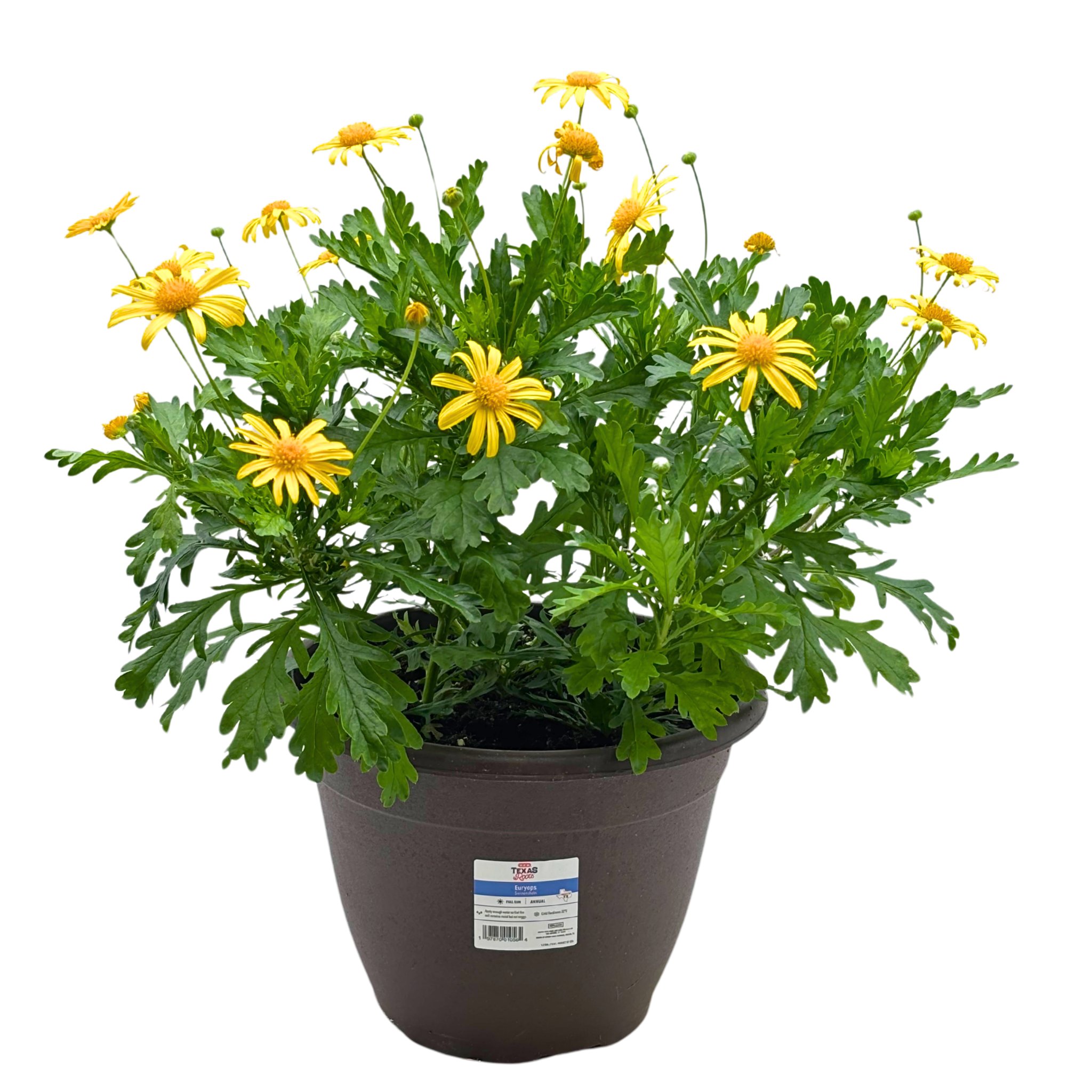 H-E-B Euryops - Shop Potted plants at H-E-B