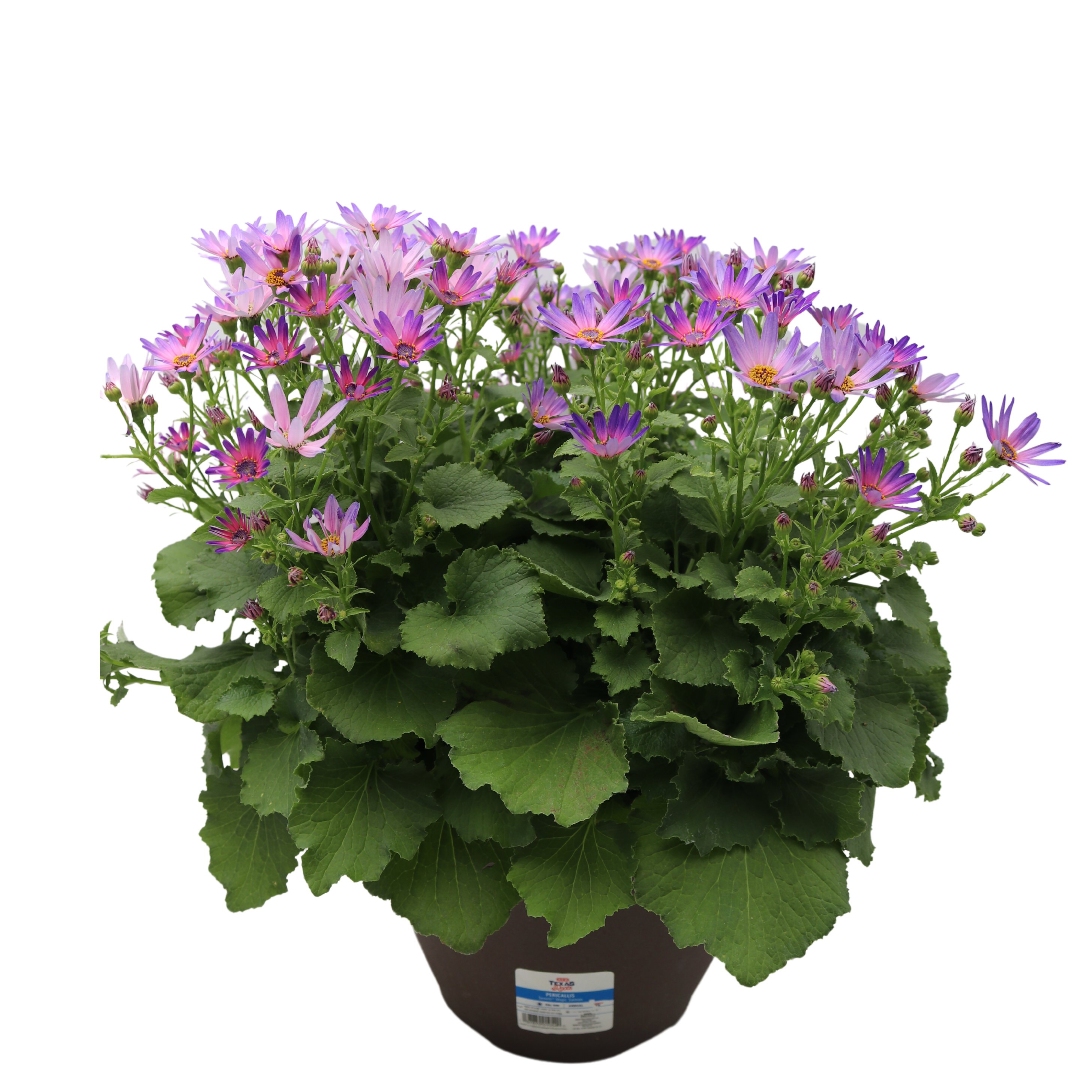H-E-B Pericallis Senetti Magic Flowers - Shop Potted plants at H-E-B