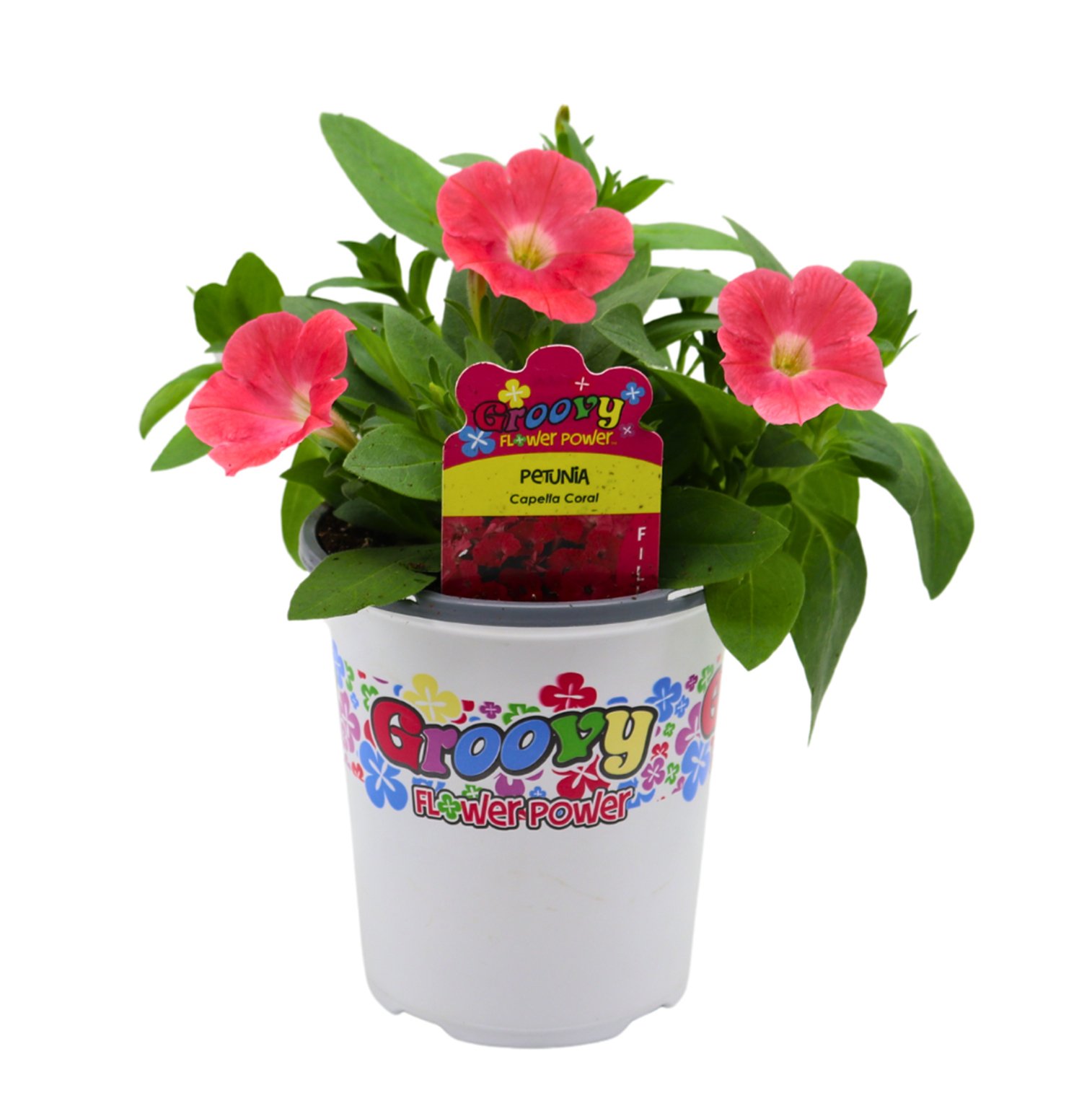 Groovy Flower Power Petunia Capella - Coral - Shop Potted plants at H-E-B